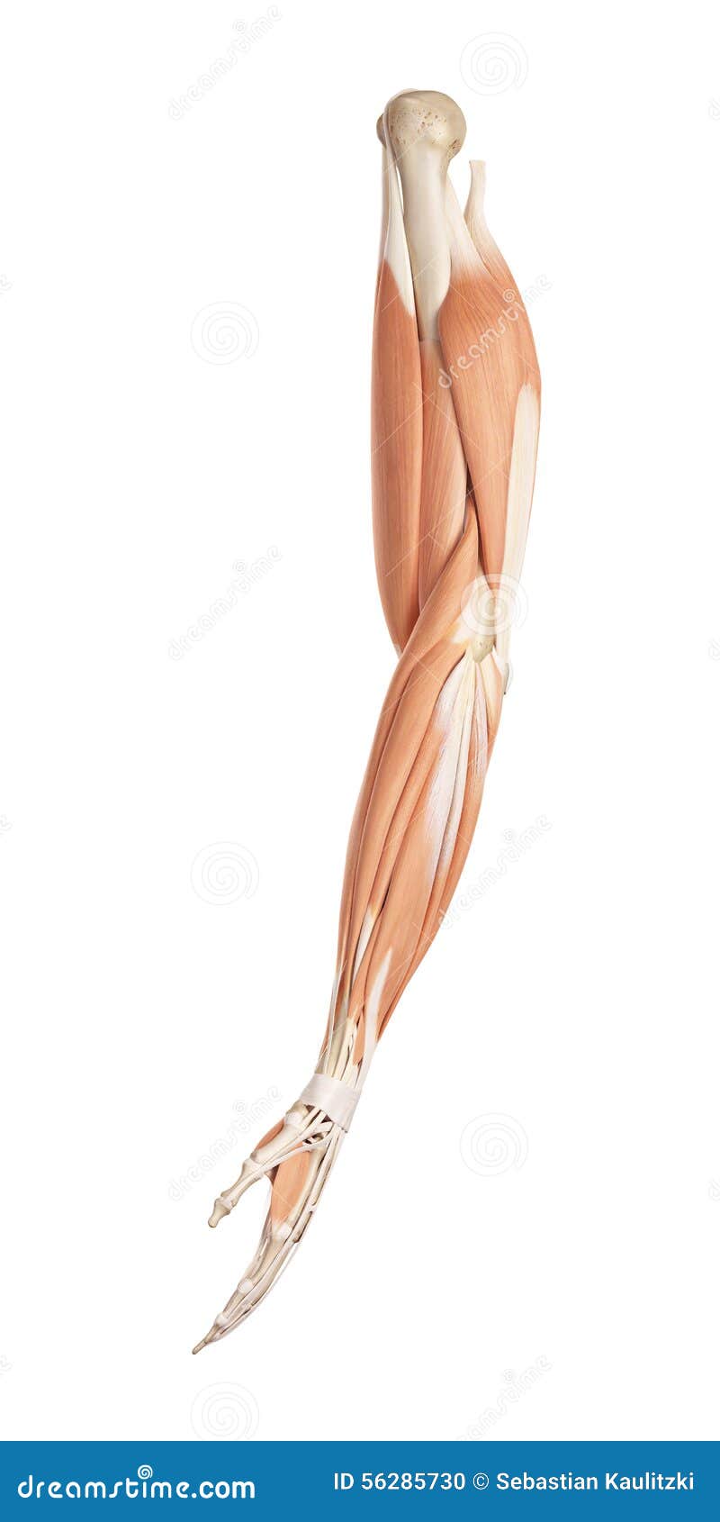 I muscoli del braccio illustrazione di stock. Illustrazione di anatomia ...