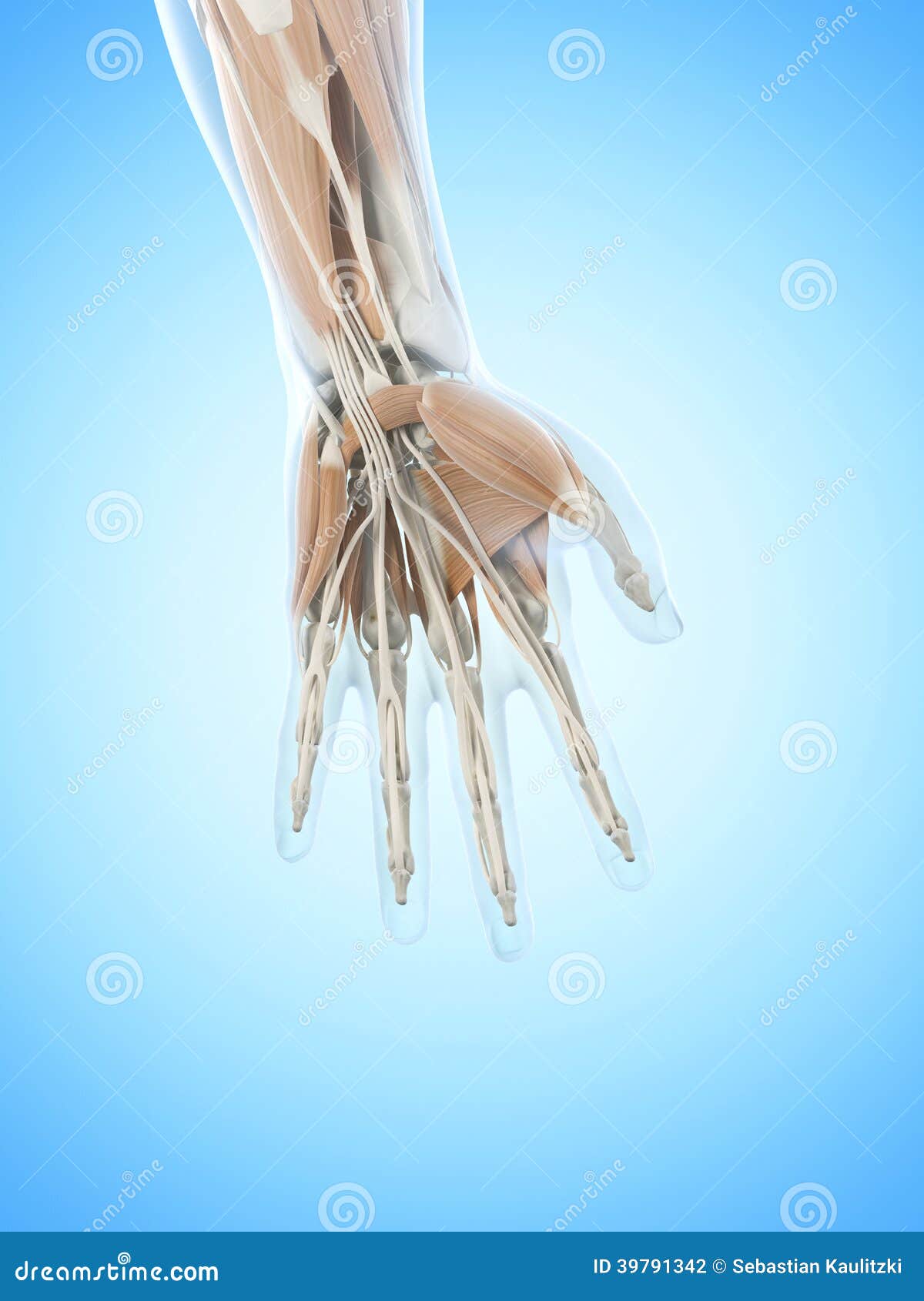 I muscoli della mano illustrazione di stock. Illustrazione di biologia ...