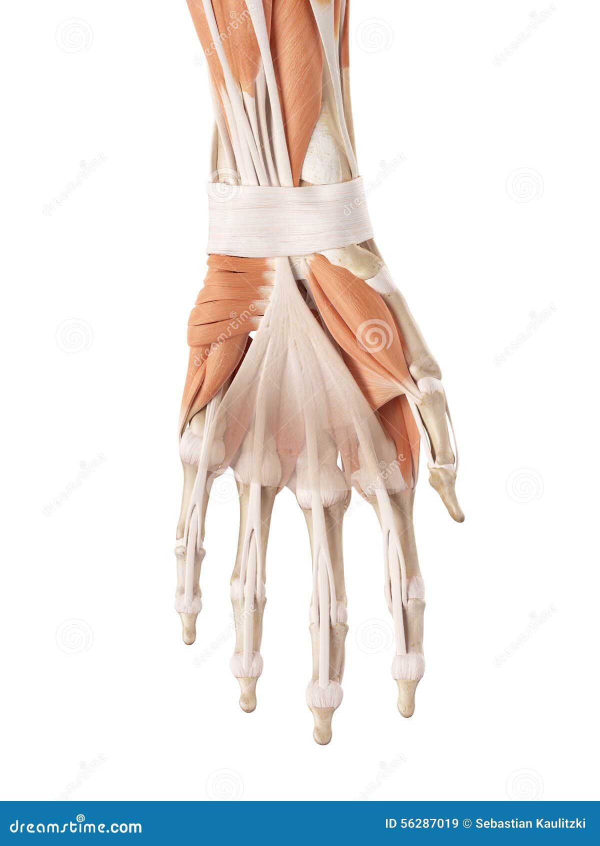 I muscoli della mano illustrazione di stock. Illustrazione di sano ...