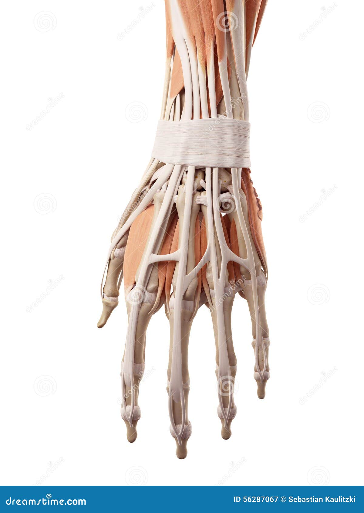 I muscoli della mano illustrazione di stock. Illustrazione di ...