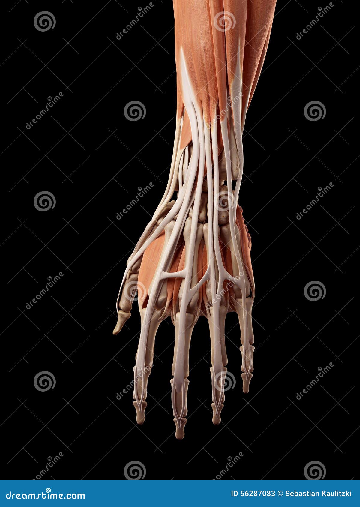 I muscoli della mano illustrazione di stock. Illustrazione di anatomico ...