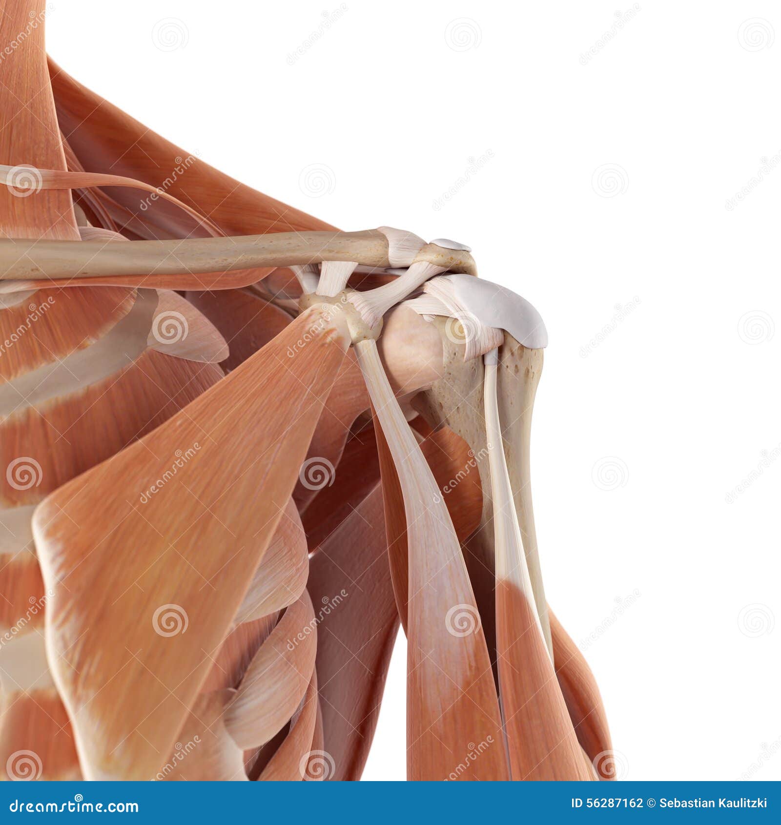 I muscoli della spalla illustrazione di stock. Illustrazione di muscolo ...