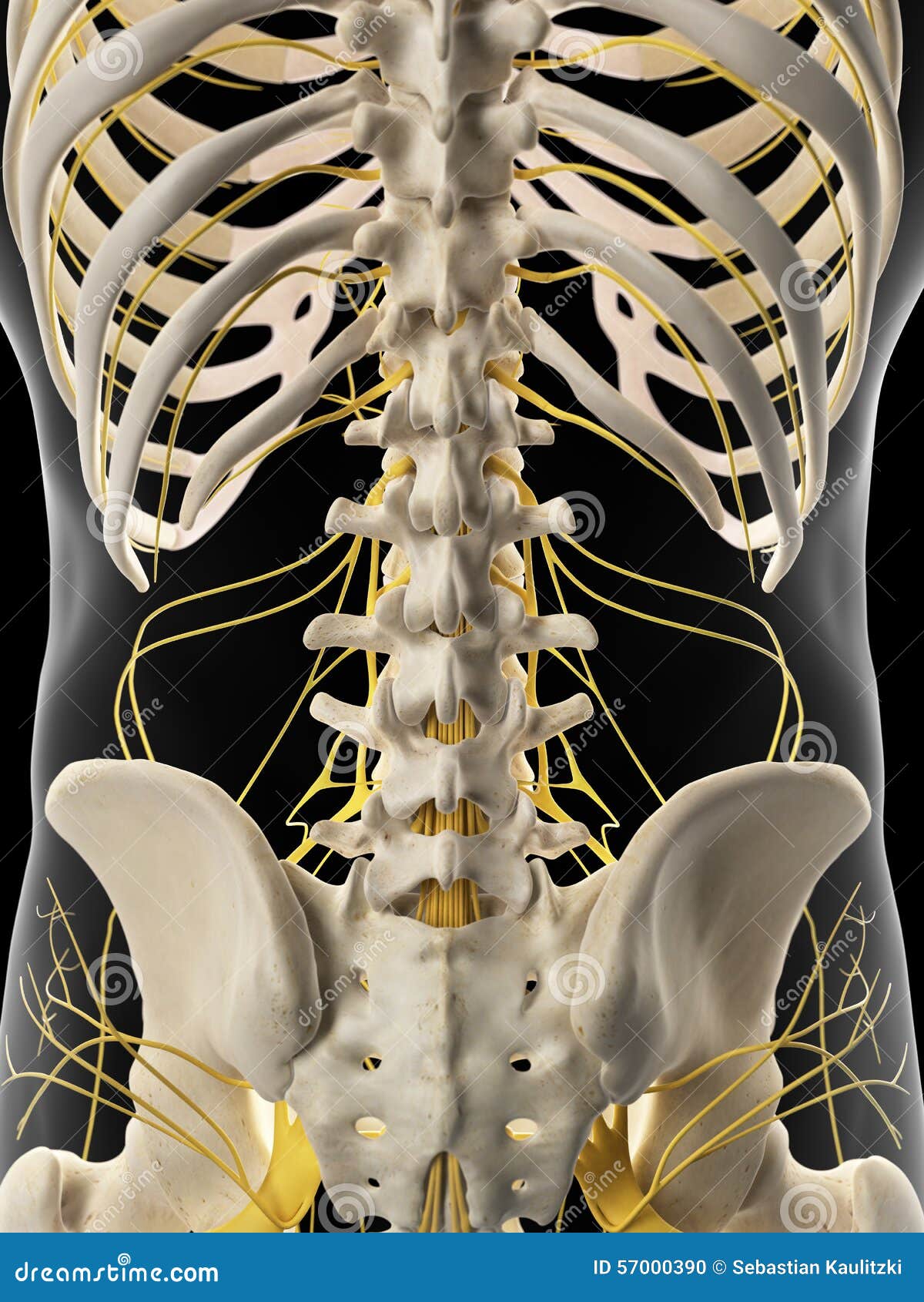 I nervi addominali illustrazione di stock. Illustrazione di anca - 57000390