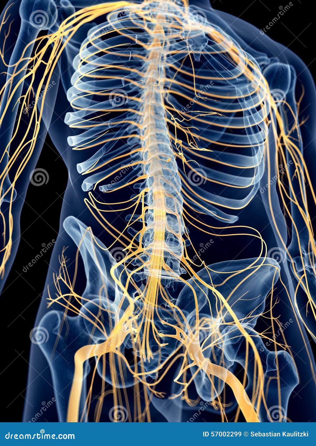 I nervi addominali illustrazione di stock. Illustrazione di umano ...