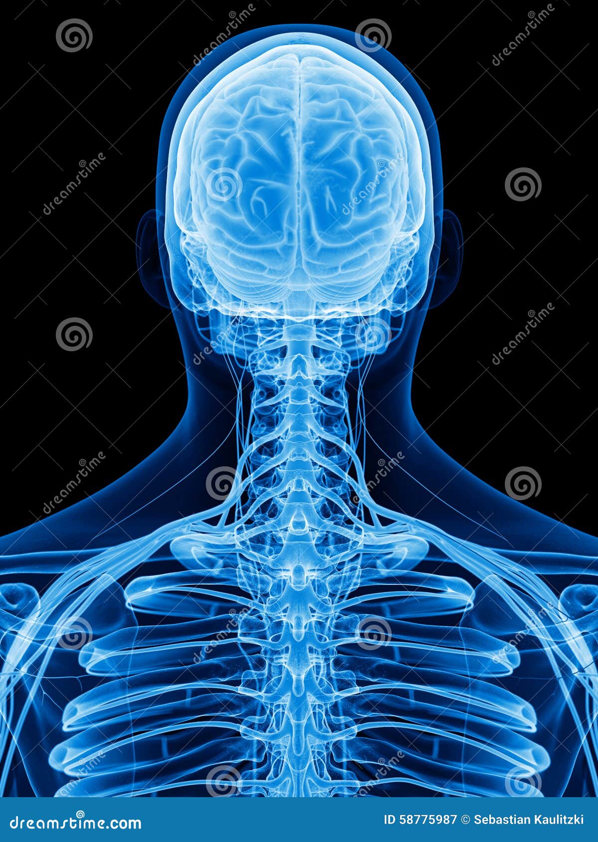 I nervi cervicali illustrazione di stock. Illustrazione di scienza ...
