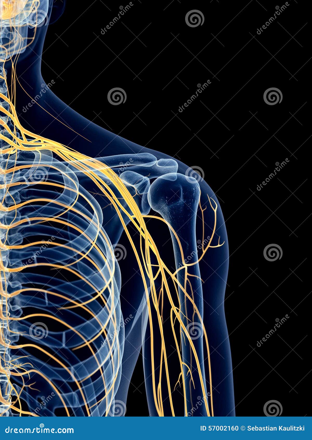 I nervi della spalla illustrazione di stock. Illustrazione di umano ...