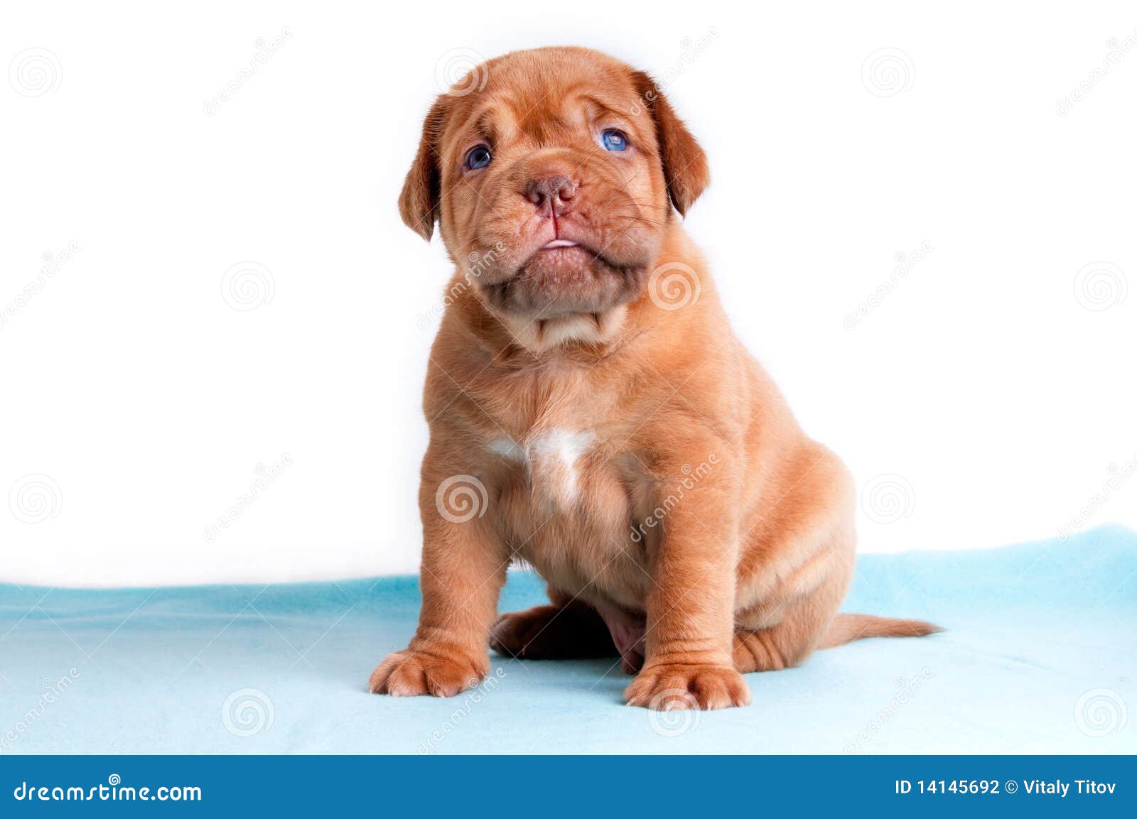 Am I Not Big Enough Already? Stock Photo - Image of charming, carpet ...