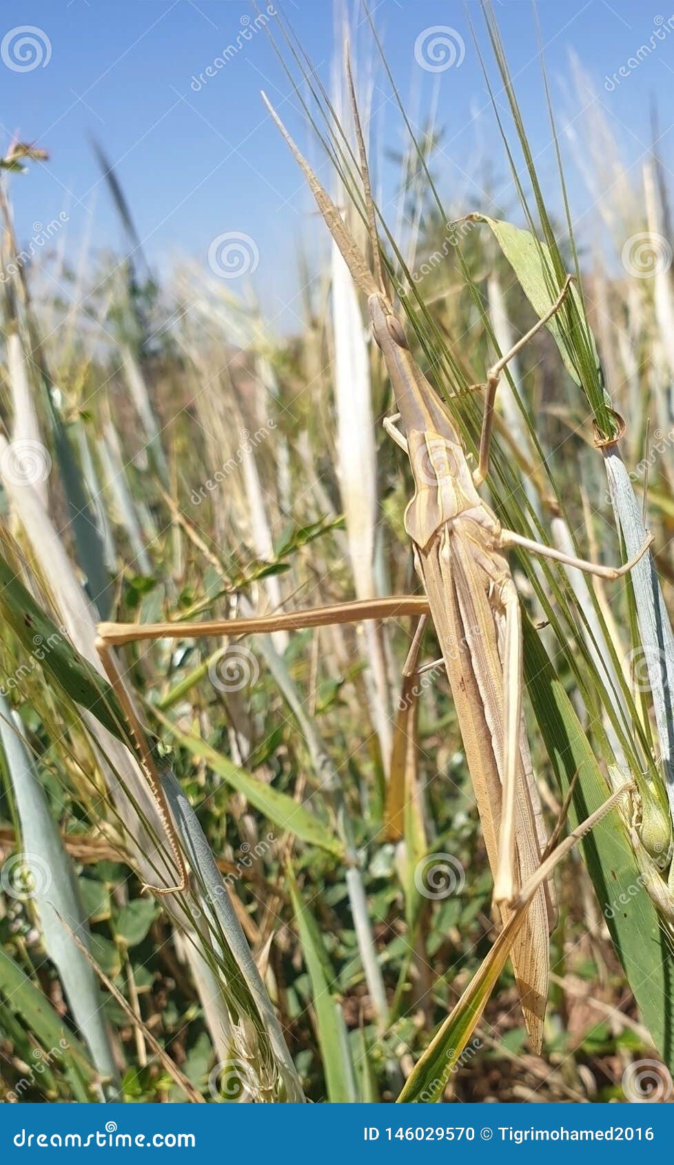 Insects and camouflage stock photo. Image of color, changing - 146029570