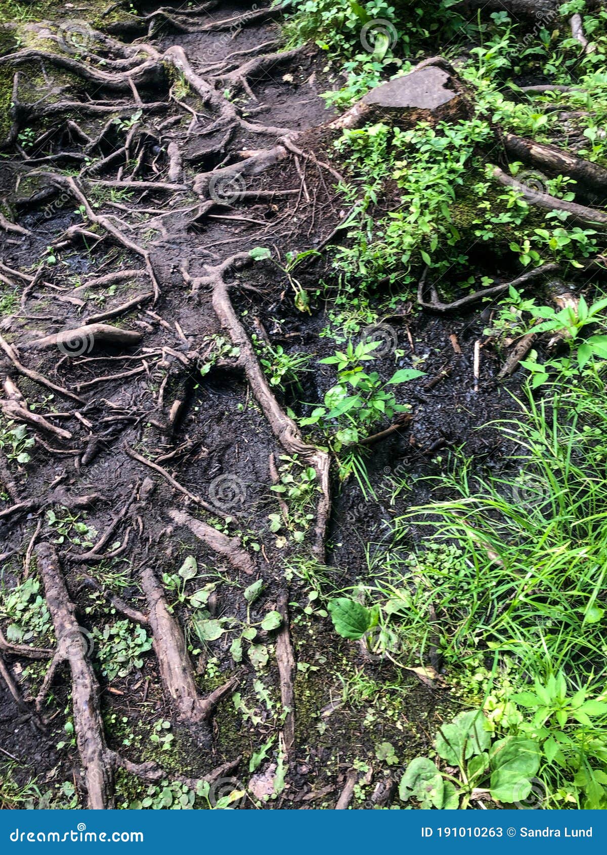 Unique Tree Root Path in Forest Stock Image - Image of walk, trail ...