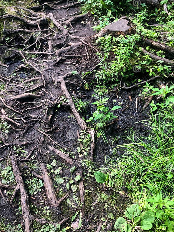 Unique Tree Root Path in Forest Stock Image - Image of walk, trail ...