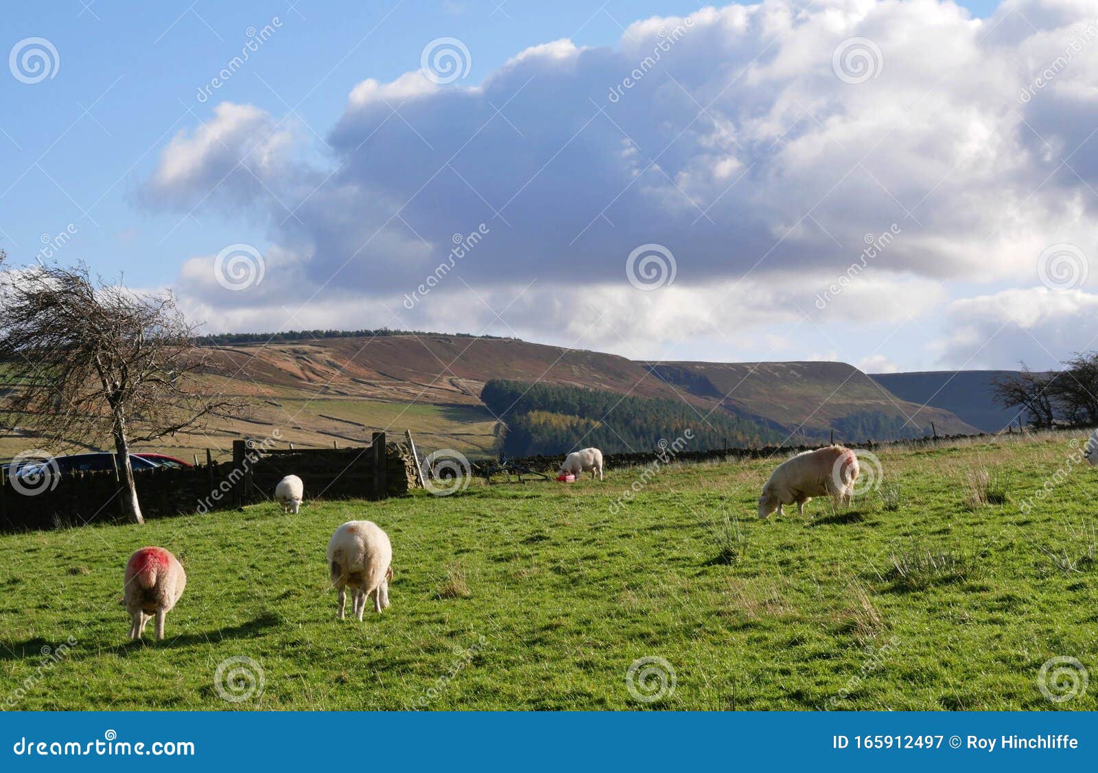 Sheep Grazing On A Farm Field Near The Rebuilt Set For The Hobbit And ...