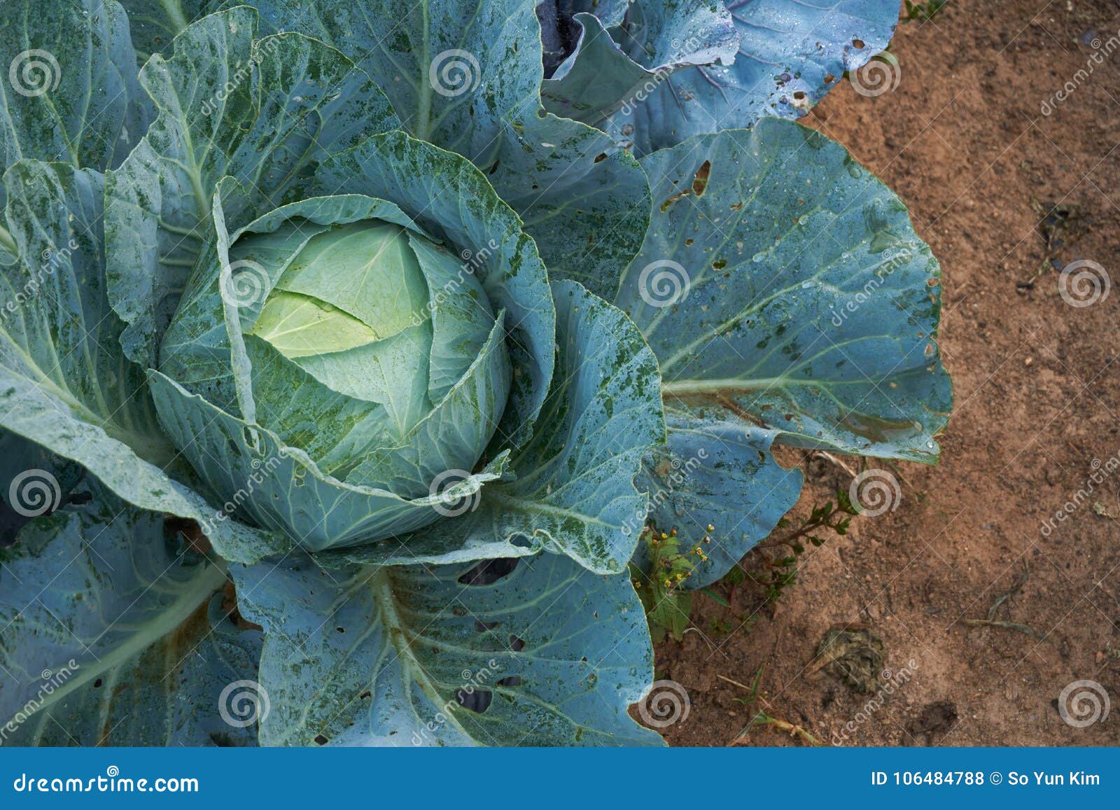 Cabbage Growing in the Field Stock Photo - Image of land, vegetable ...