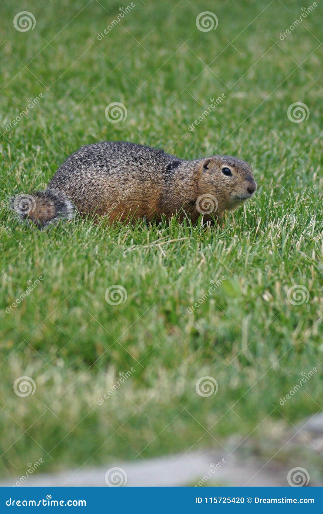 Gopher in the grass stock photo. Image of summer, motorcycle - 115725420