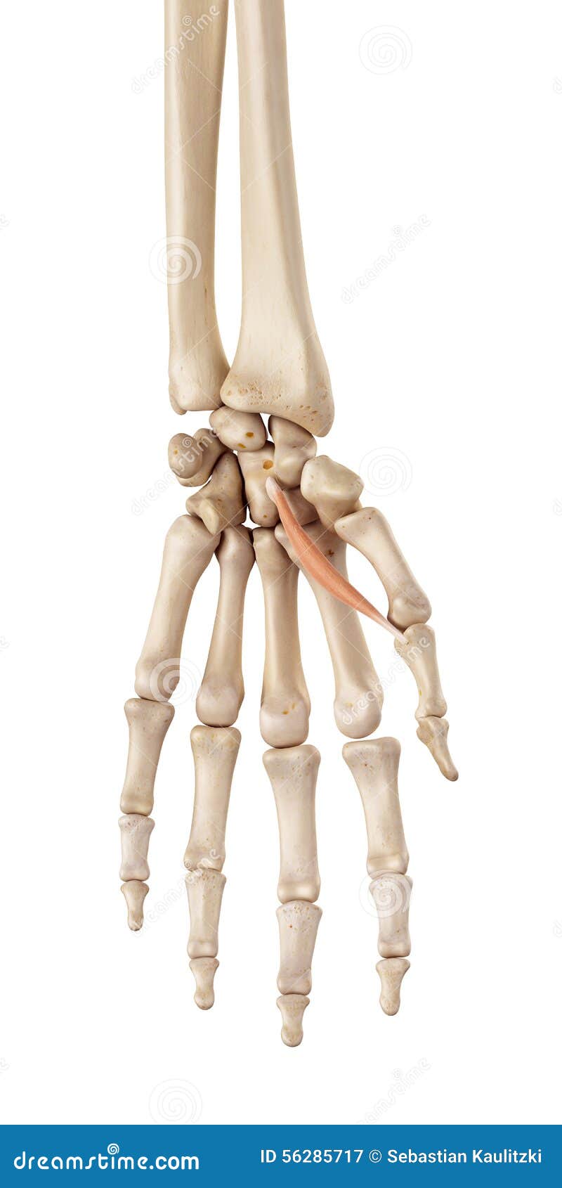 I Pollicis Del Flessore Brevis Illustrazione di Stock - Illustrazione ...