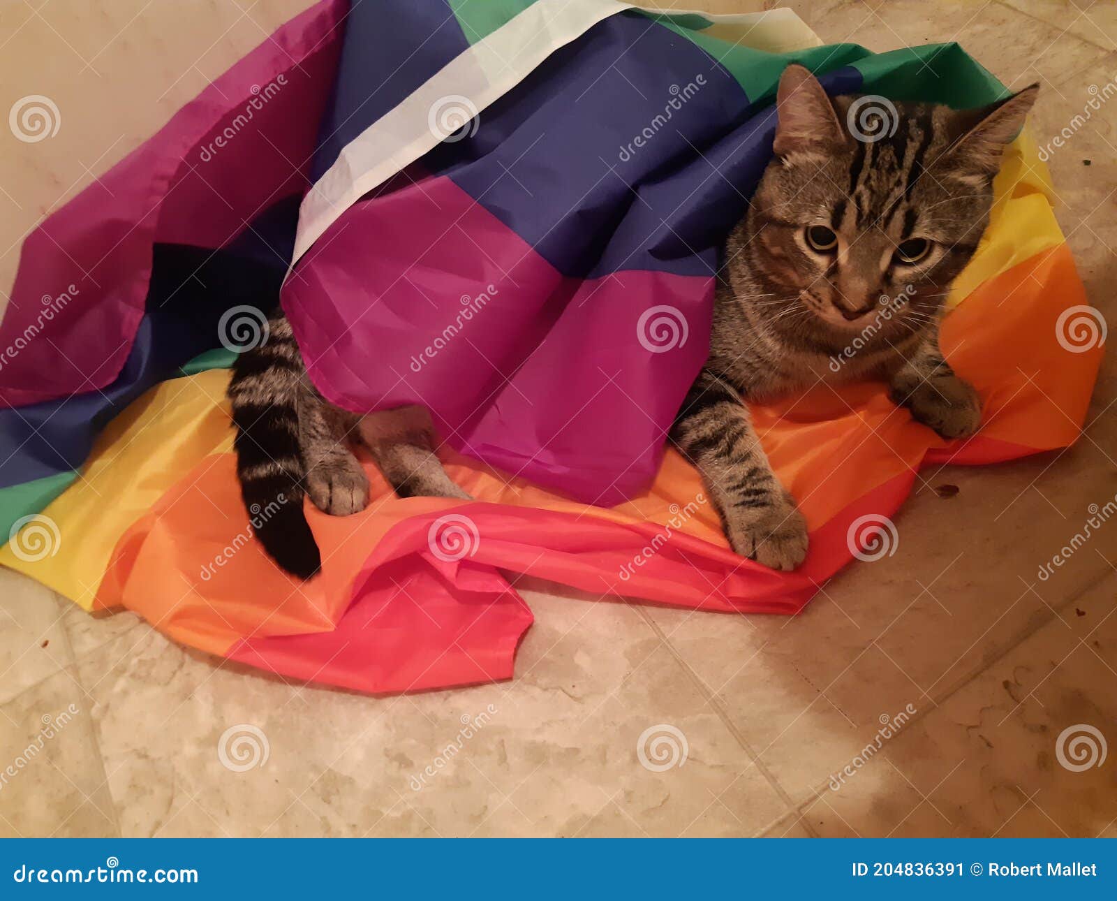 I am proud to be a kitty stock image. Image of pink - 204836391