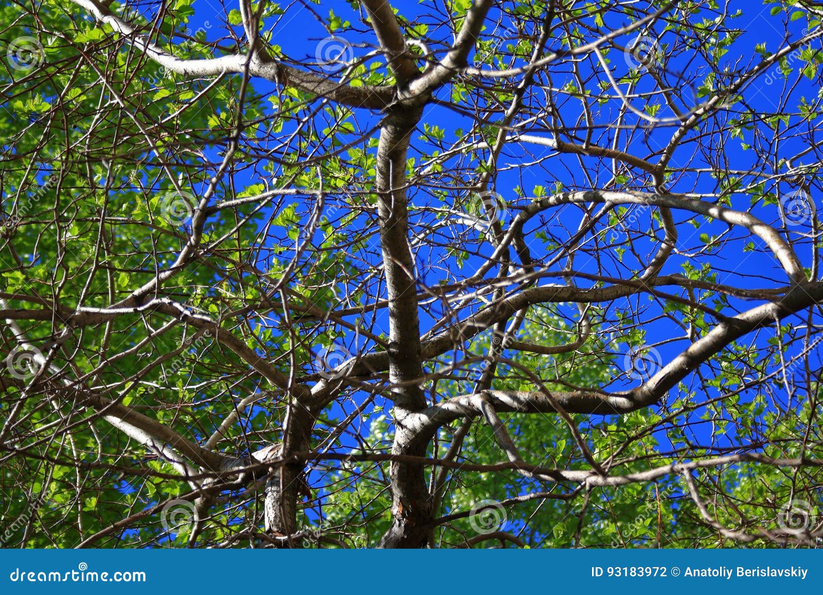 I Ramoscelli Della Betulla Con Giovane Splendere Verde Va Fotografia ...