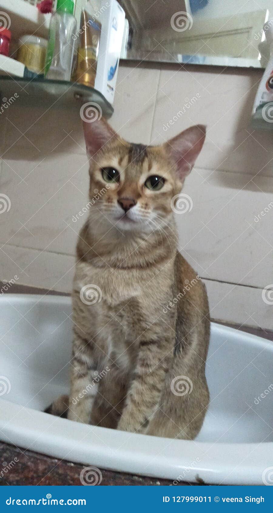 Super cute cat stock image. Image of ready, cute, super - 127999011