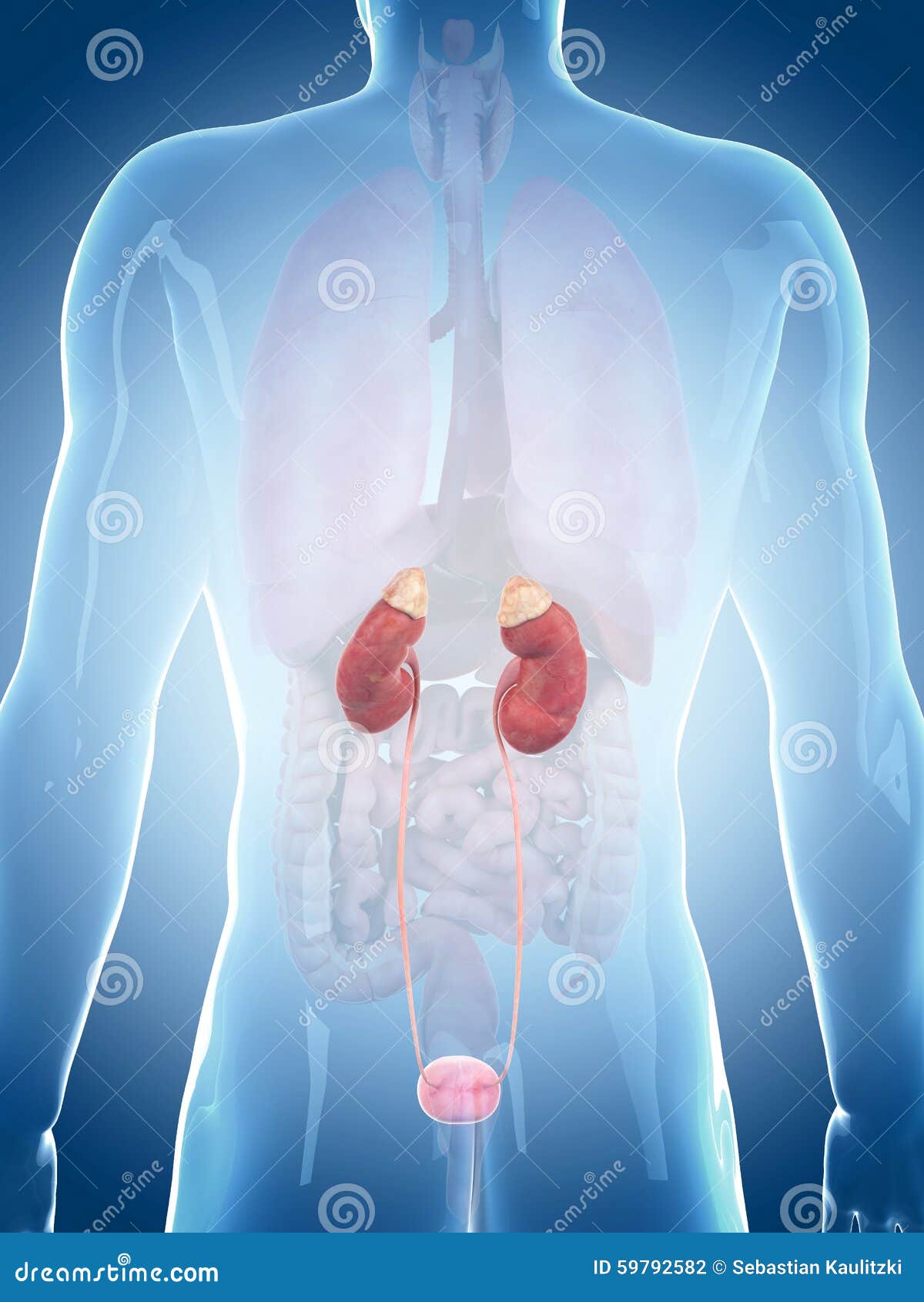 I reni illustrazione di stock. Illustrazione di biomedico - 59792582