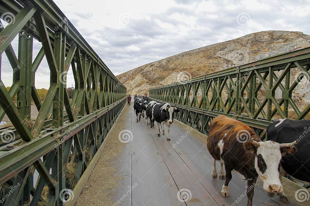 Several Cows are Walking on the Bridge Stock Photo - Image of fall ...