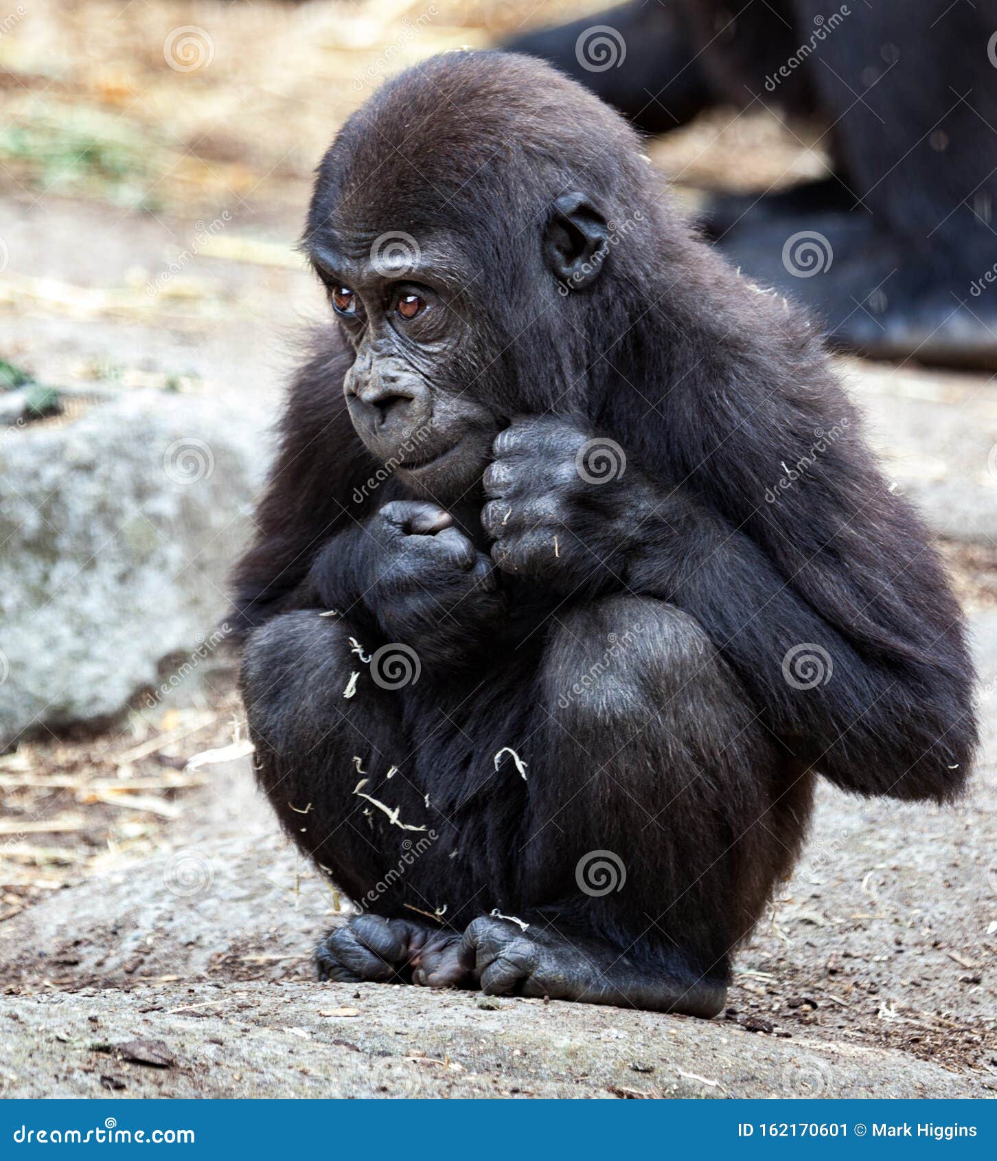 Scared Baby Gorilla