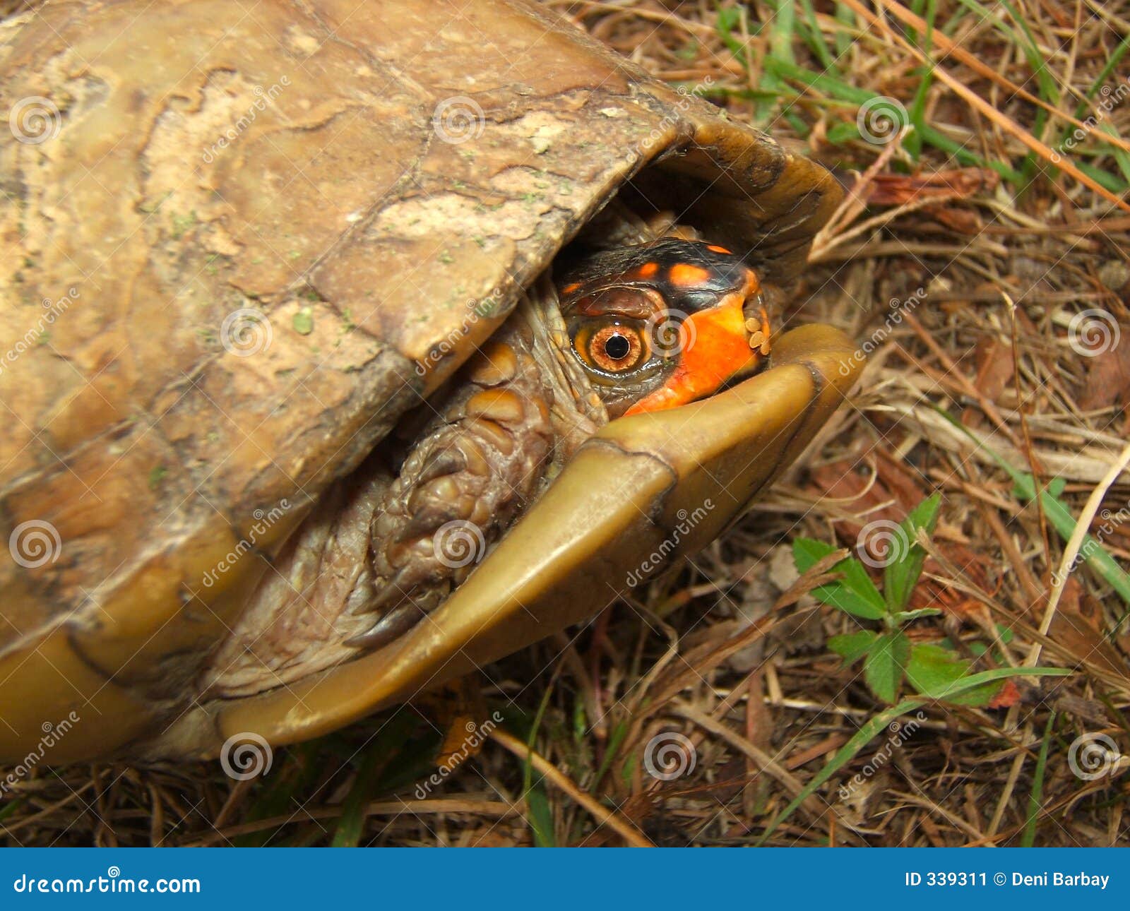 I See You! stock image. Image of louisiana, pinestraw, spots - 339311