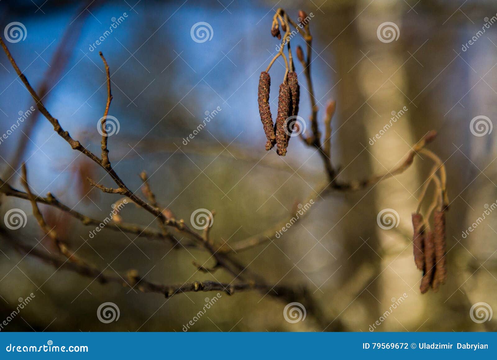 I semi dell'albero fotografia stock. Immagine di alberi - 79569672