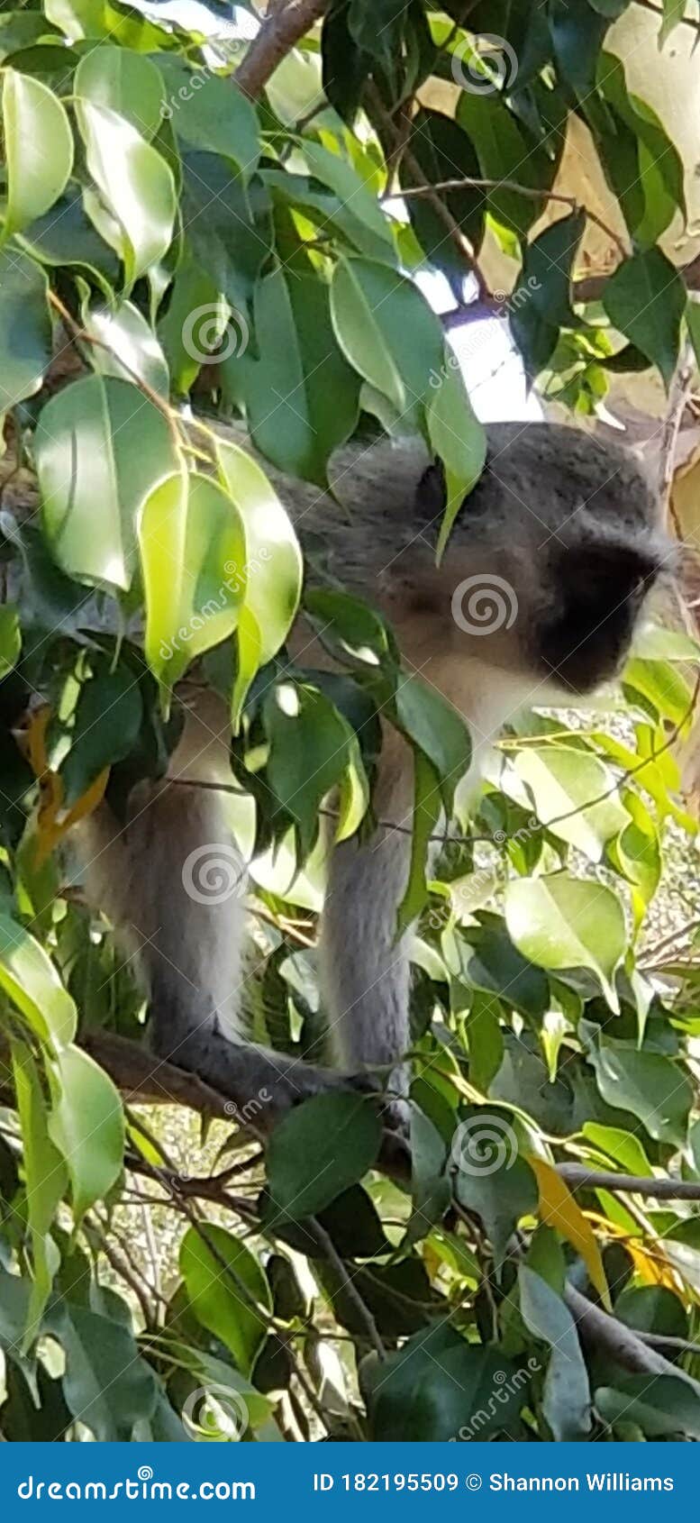 I Spy a Monkey stock image. Image of monkey, south, tree - 182195509