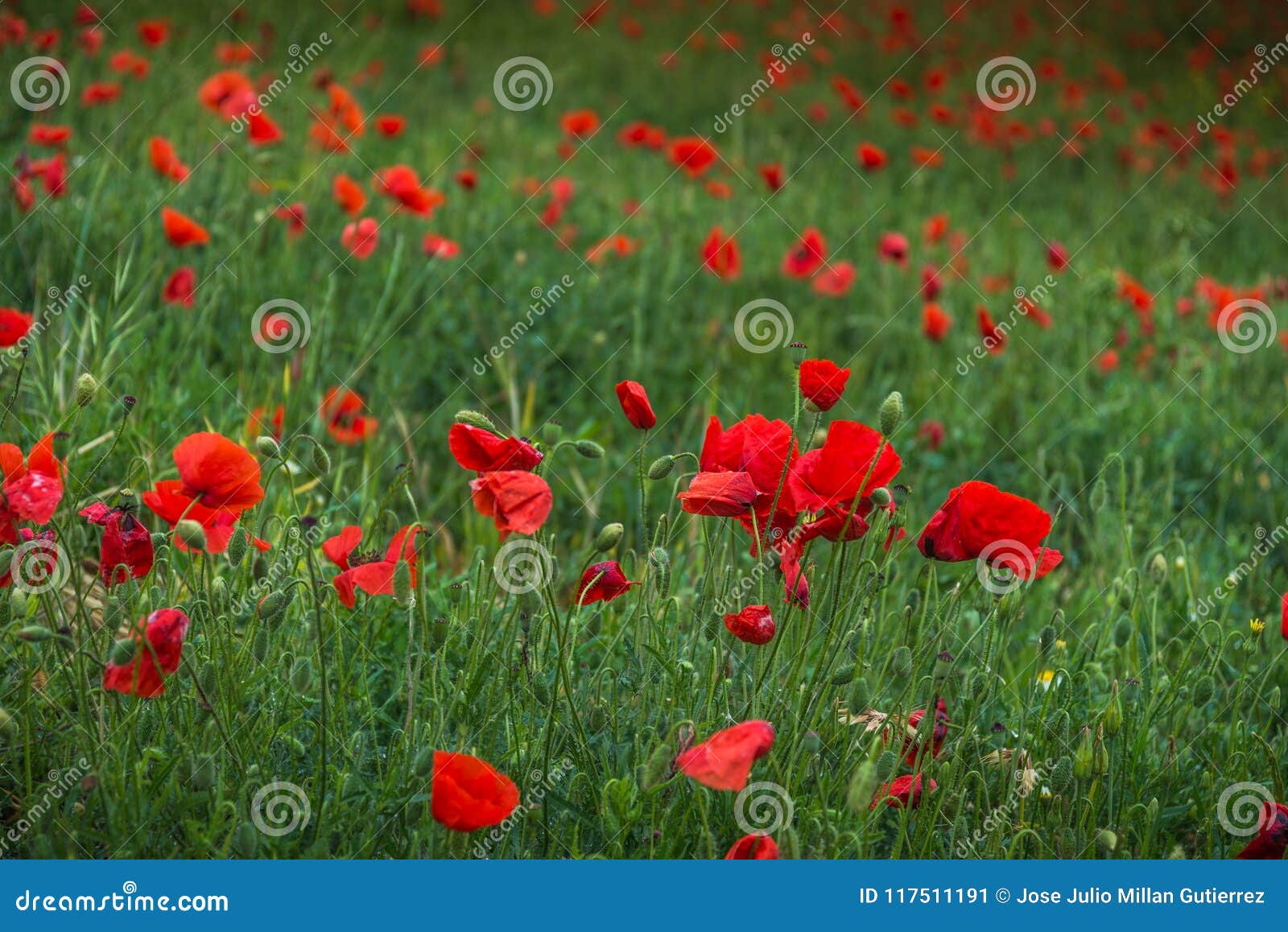 I Stand Out Nature in Spring Stock Image - Image of green, freshly ...