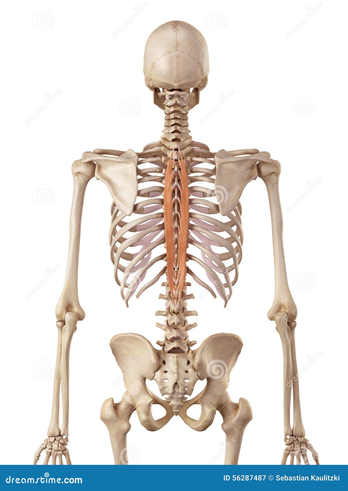 I thoracis di spinalis illustrazione di stock. Illustrazione di ...