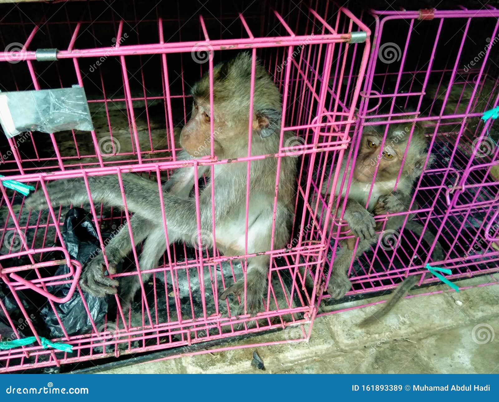 Freedom of the Shackled Monkey Stock Image - Image of freedom, hair ...