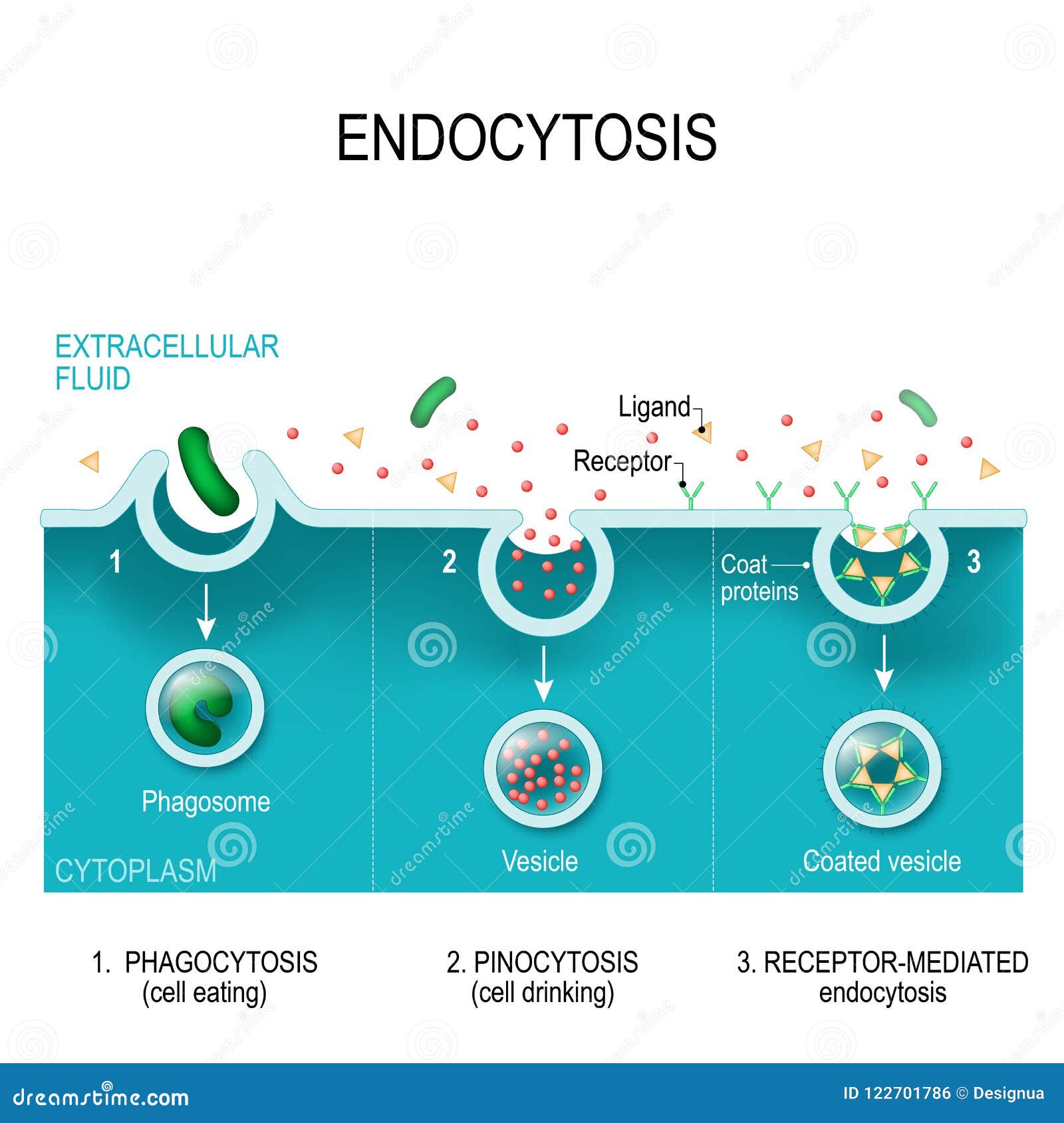 I Tipi Differenti Di Endocytosis Illustrazione Vettoriale ...