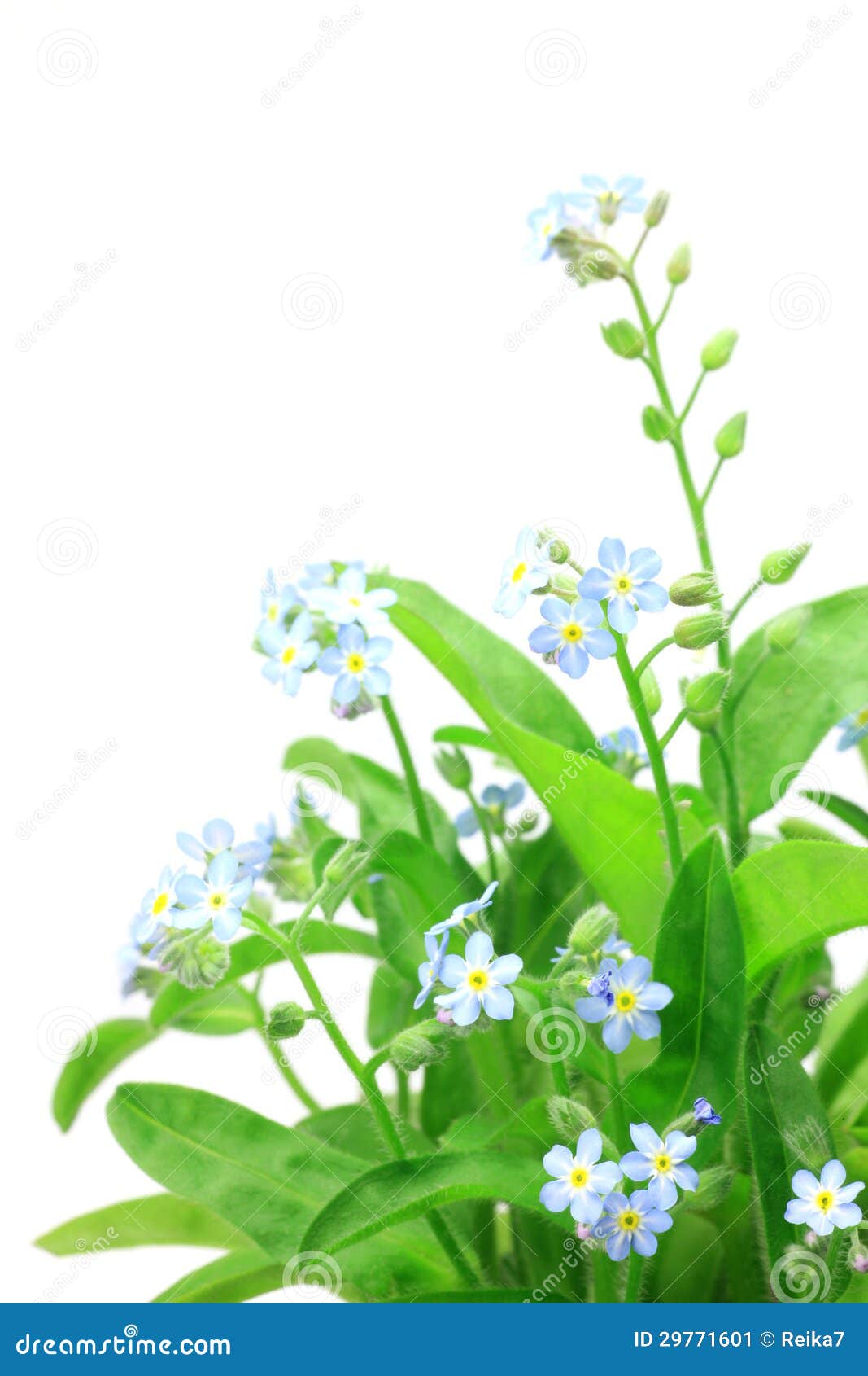 Forget-me-not stock image. Image of arrangement, forgetmenot - 29771601