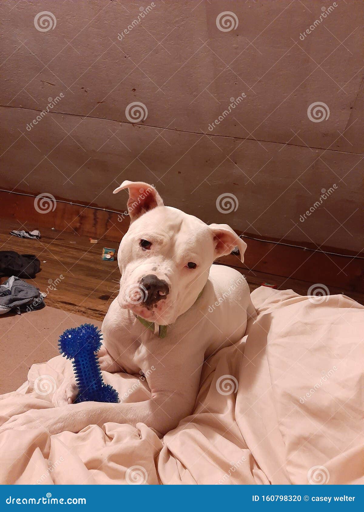 I only understand dog stock photo. Image of playing - 160798320
