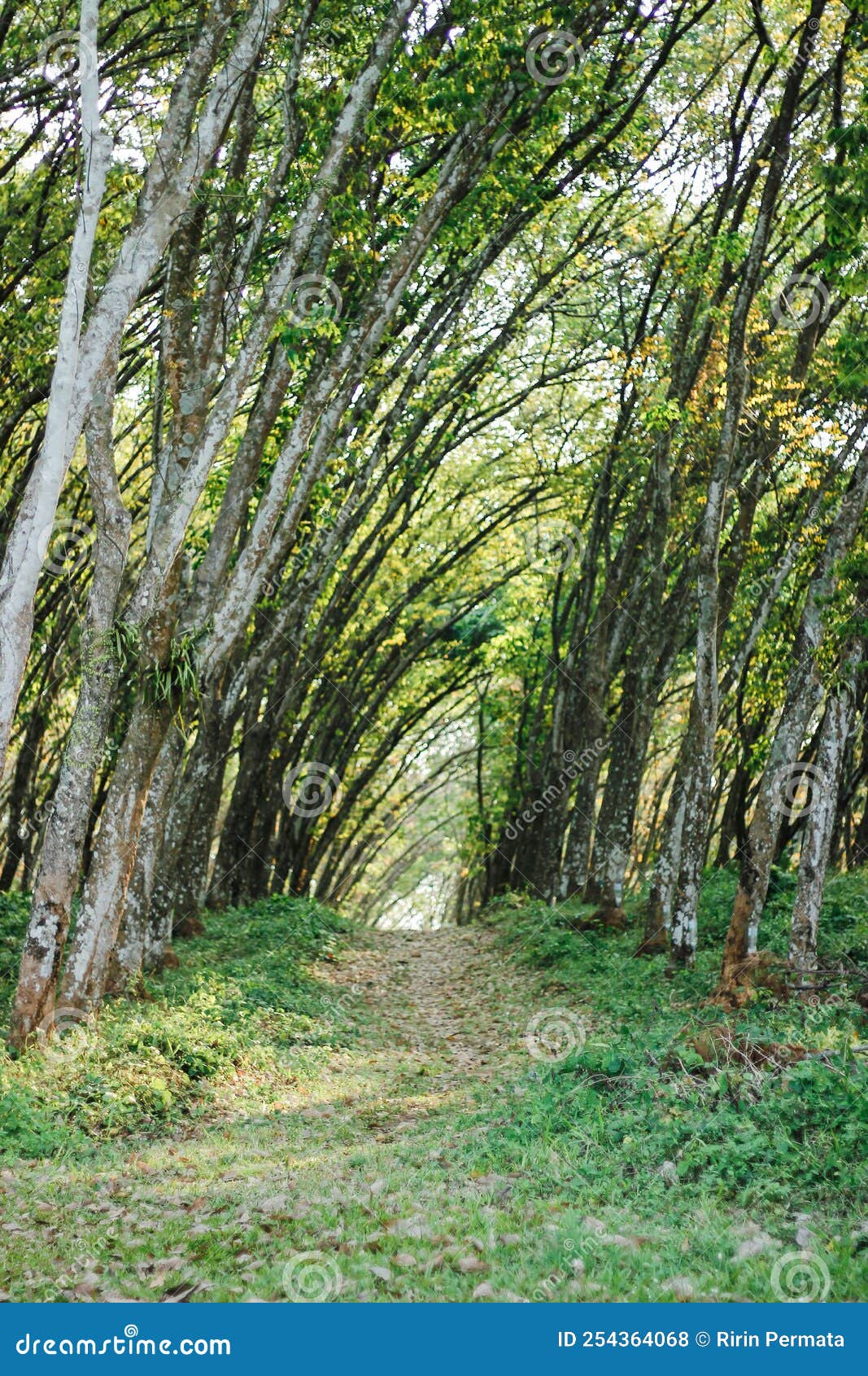 I Walk in the Bubble Trees Forest Stock Photo - Image of vegetation ...