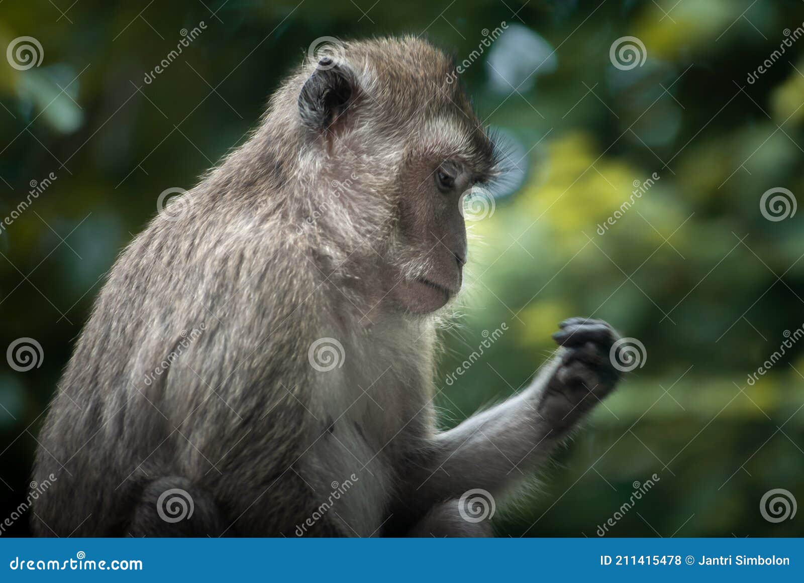 The Expression of a Monkey Studying His Hand Stock Photo - Image of ...