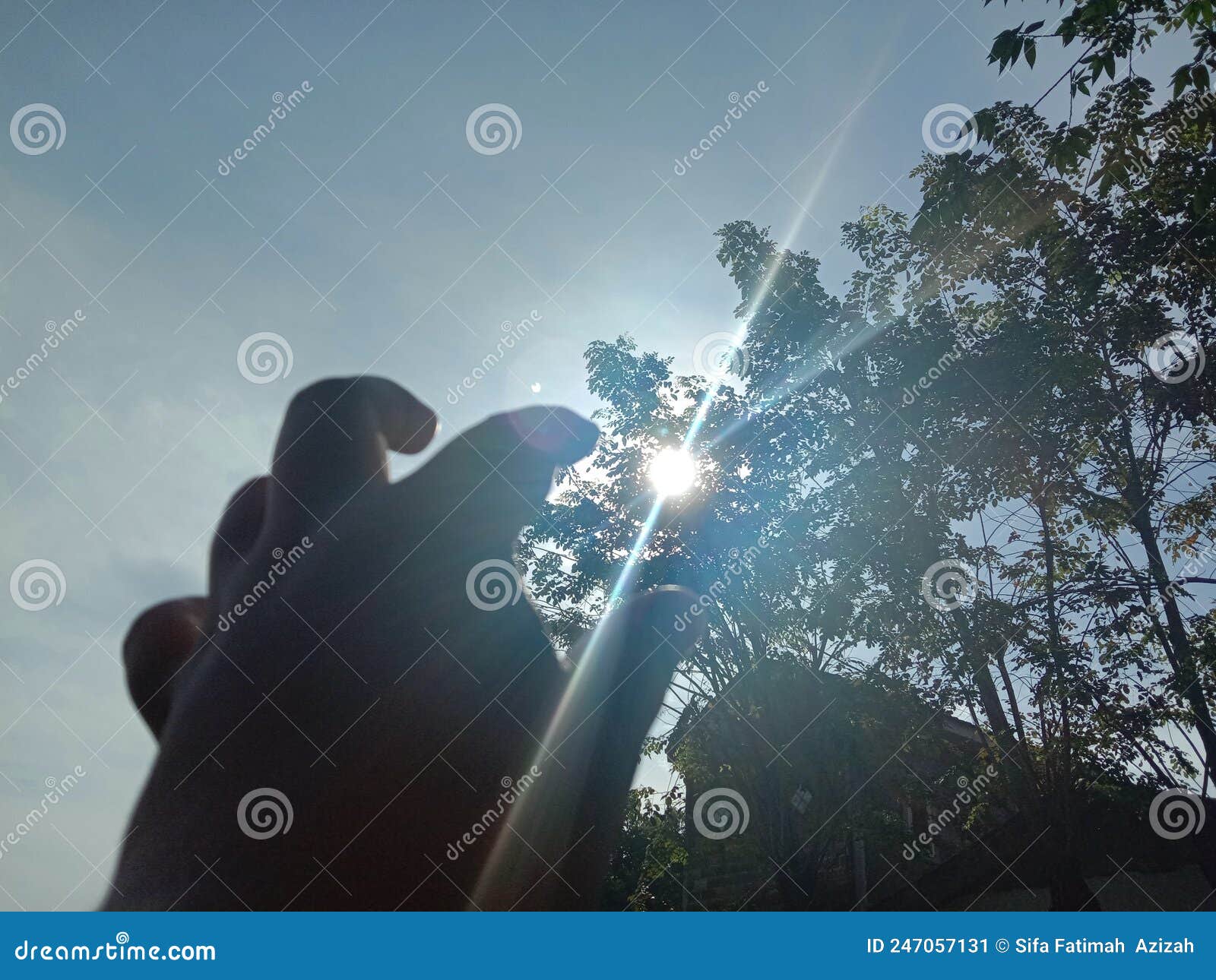 I Will Get the Beautiful Sun Stock Image - Image of light, plant: 247057131