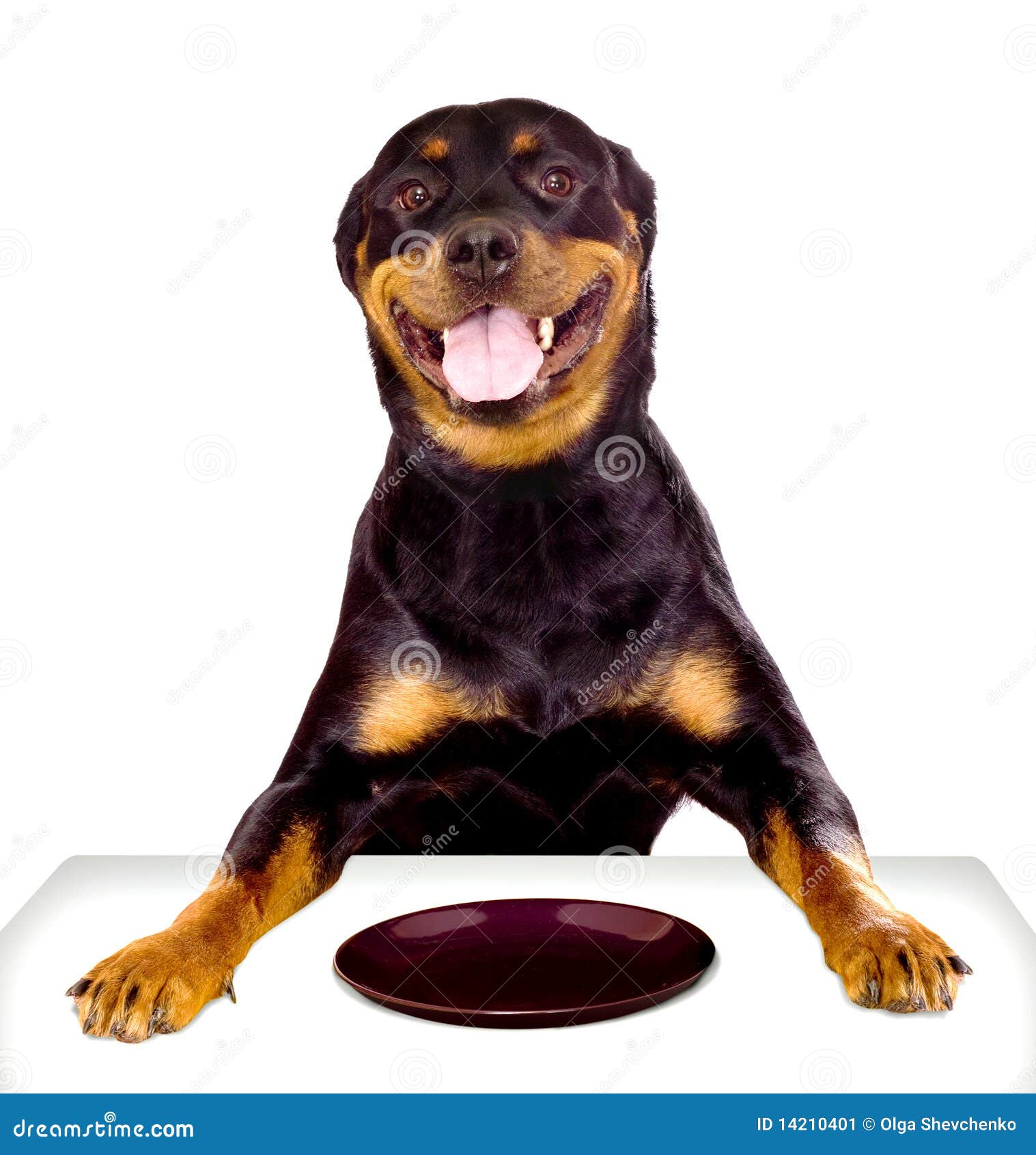 What Food Should A Rottweiler Eat