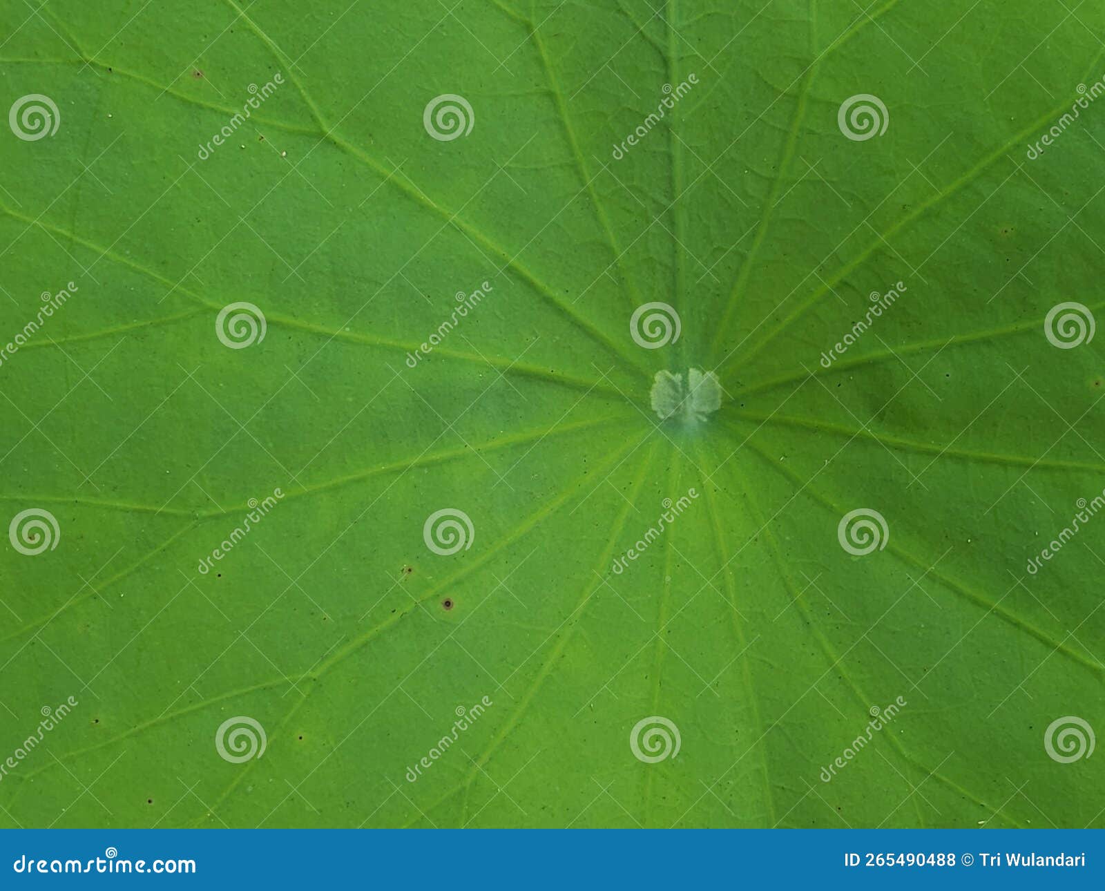 I Zoom the Lotus Leaf To See a Beatiful Pattern on it Stock Photo ...