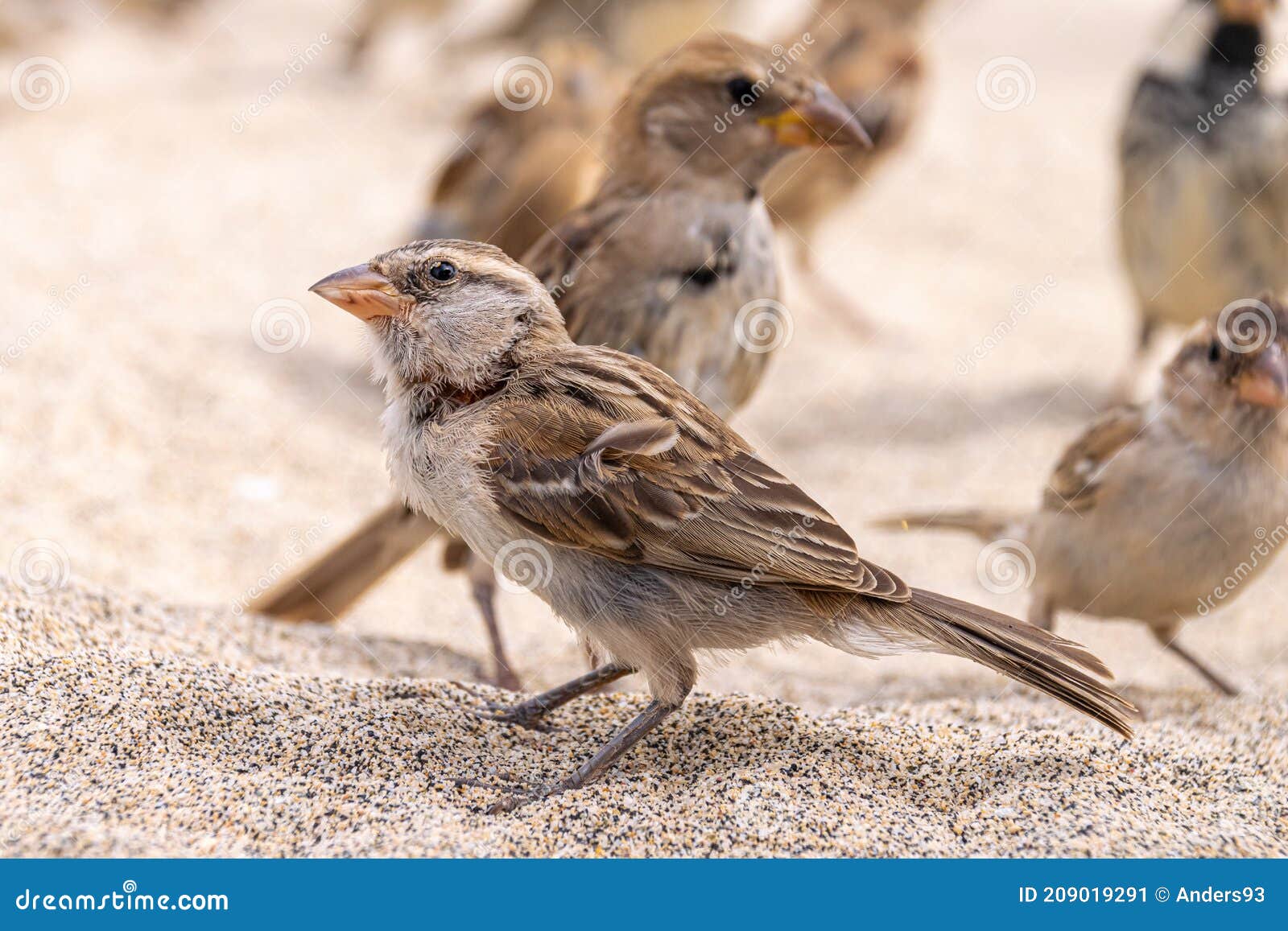 Iago Sparrow - Passer Iagoensis - Male - Also Known As The Cape Verde ...