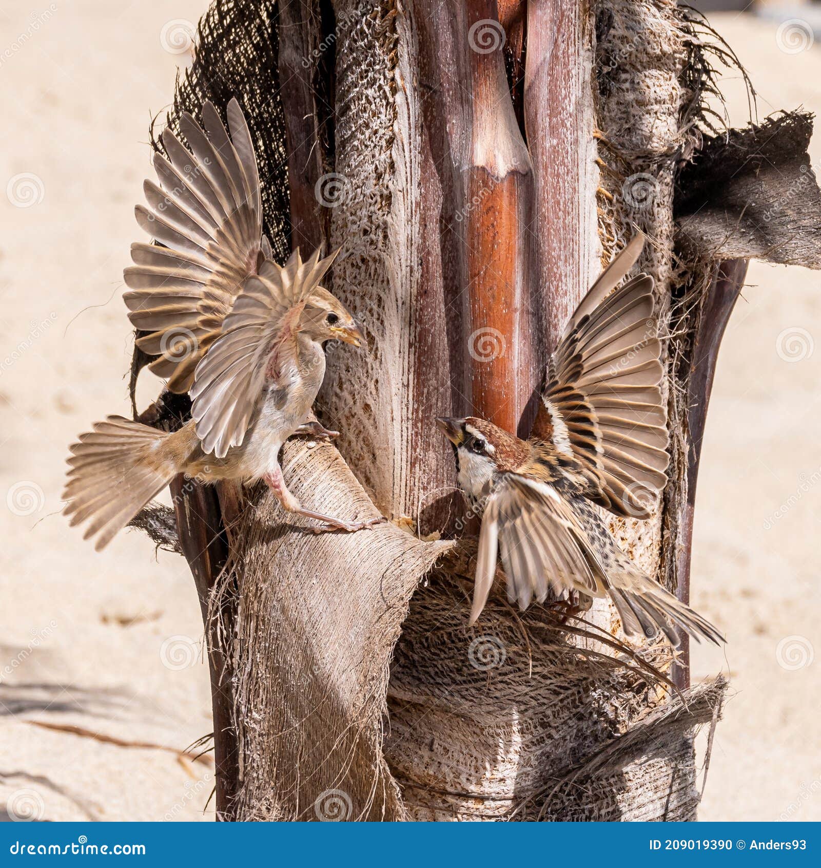 Iago Sparrow - Passer Iagoensis - Male - Also Known As The Cape Verde ...