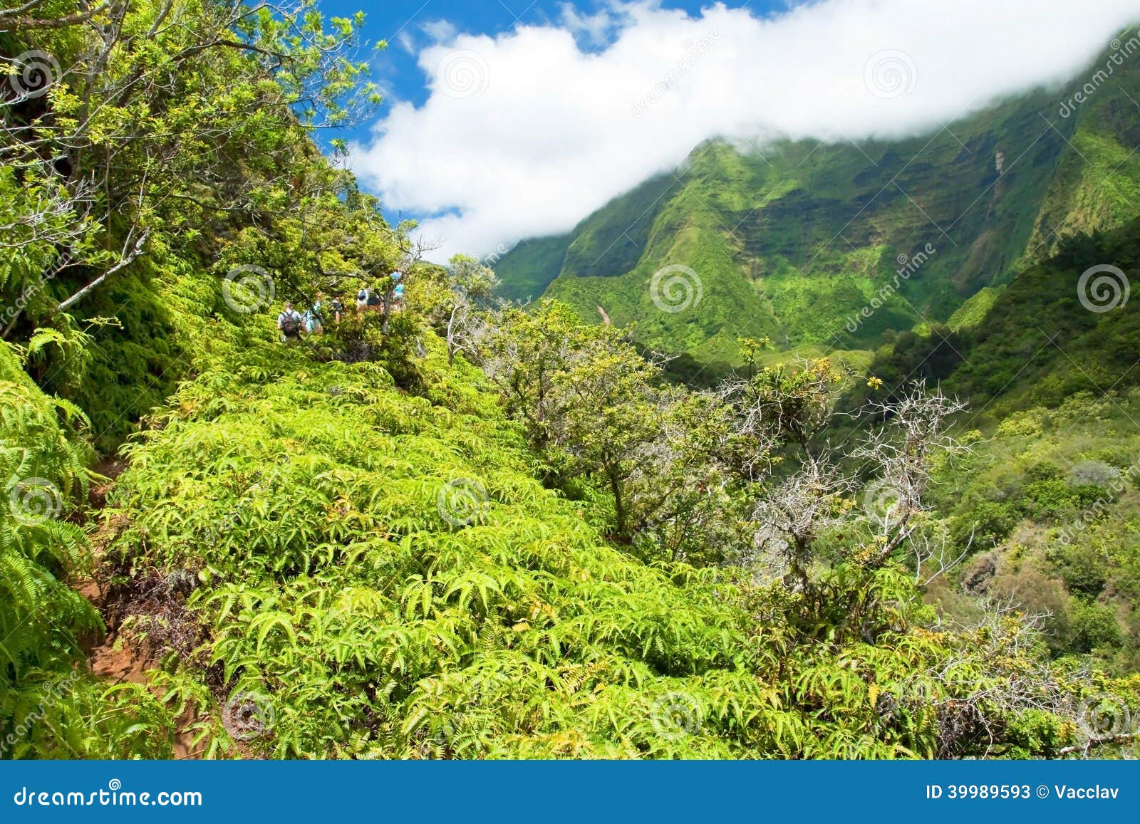 Iao Valley State Park on Maui Hawaii Stock Image - Image of park ...