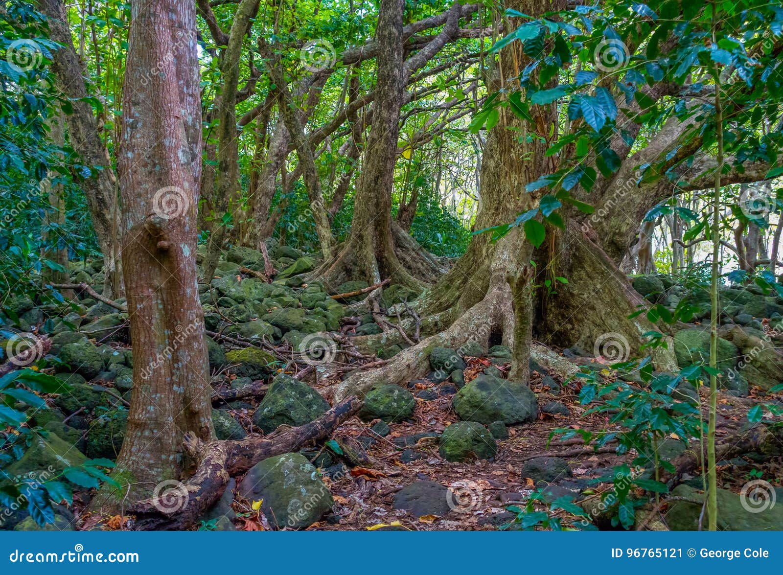 Iao Valley Trees stock image. Image of hawaii, valley - 96765121