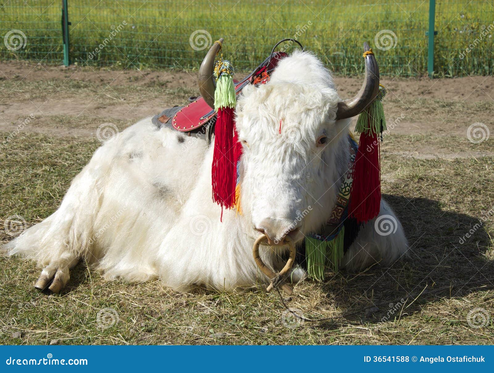 Iaques brancos foto de stock. Imagem de pelaria, animal - 36541588