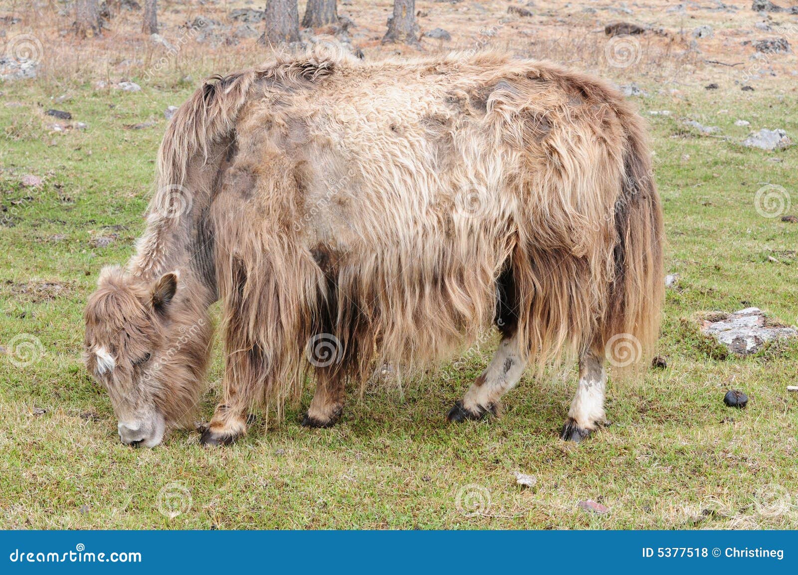 Iaques do â de Mongolia foto de stock. Imagem de cabelo - 5377518