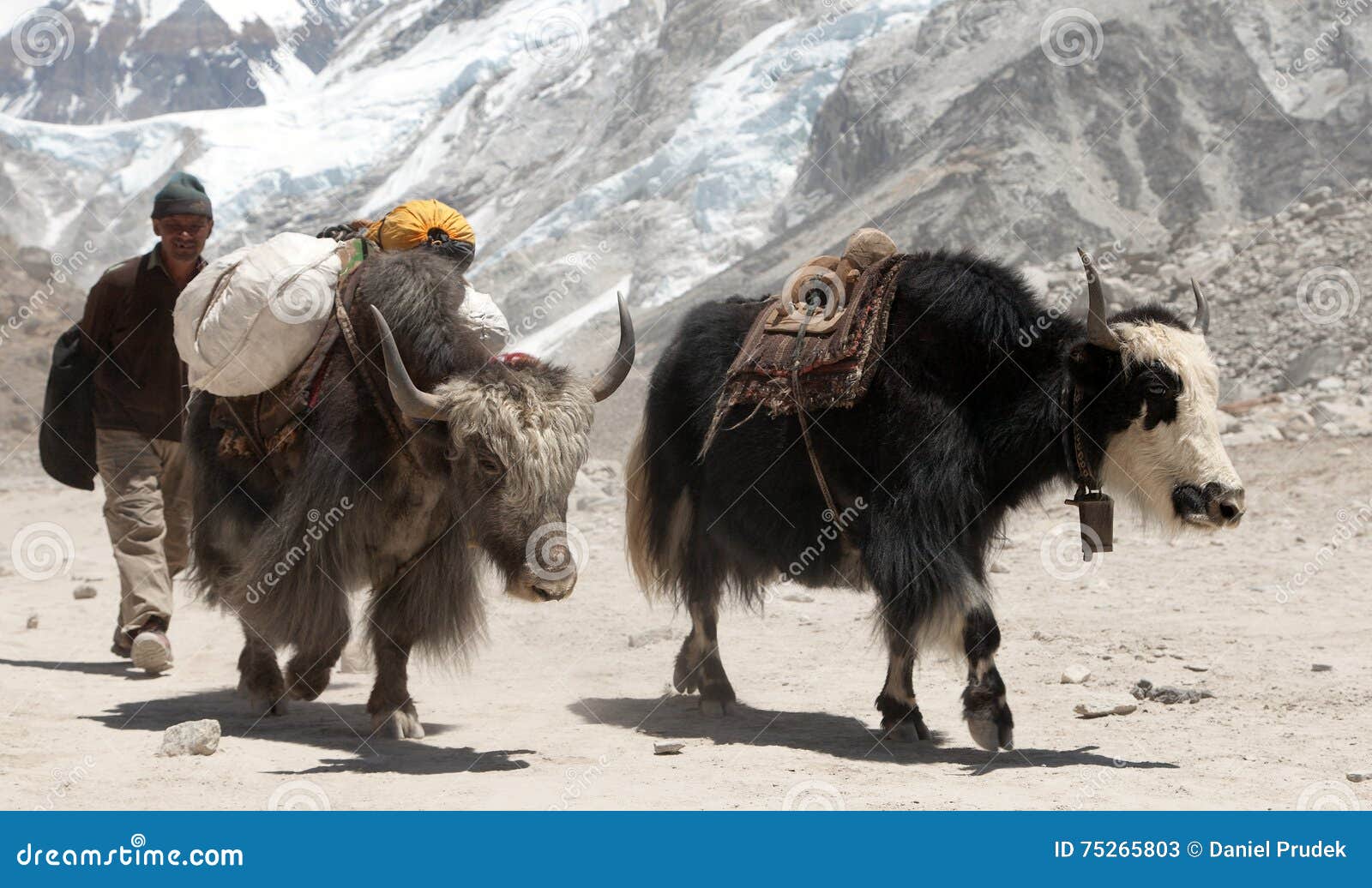 Iaques E Povos Nepaleses Perto Da Vila Do Shep De Gorak Foto de Stock ...