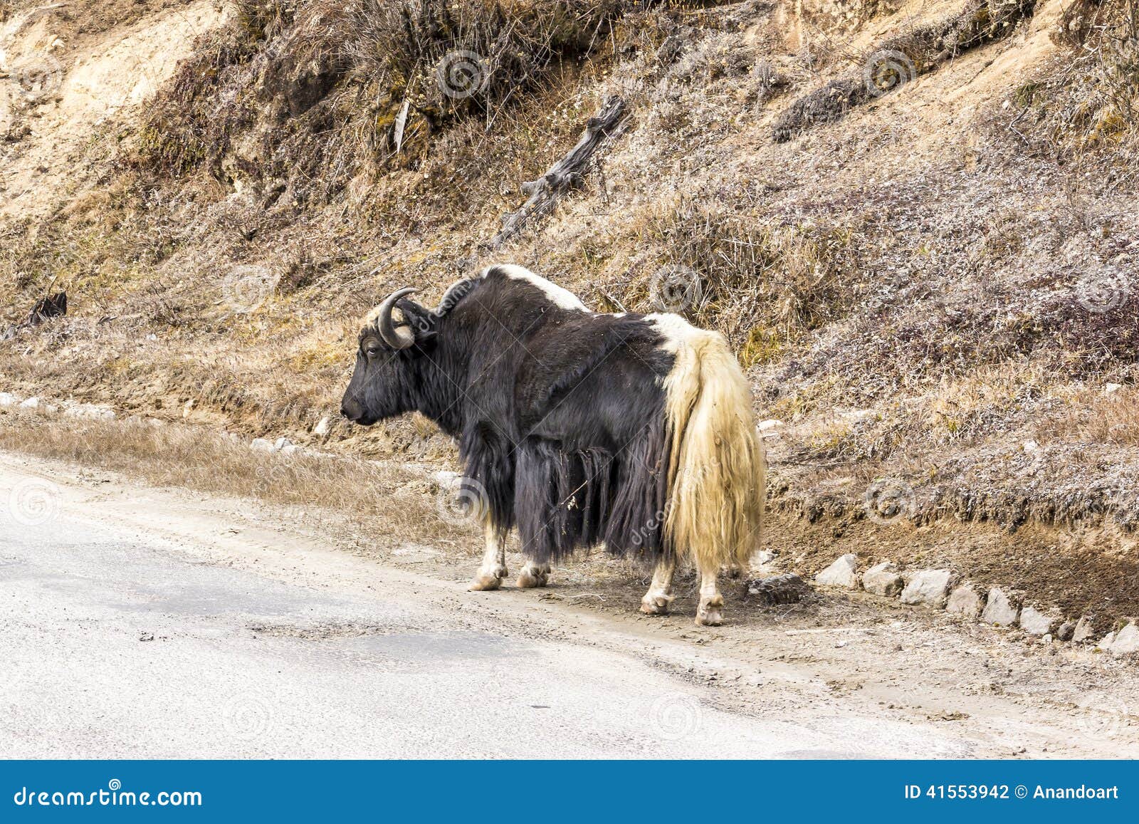 Iaques em Butão foto de stock. Imagem de cabeleira, montanha - 41553942