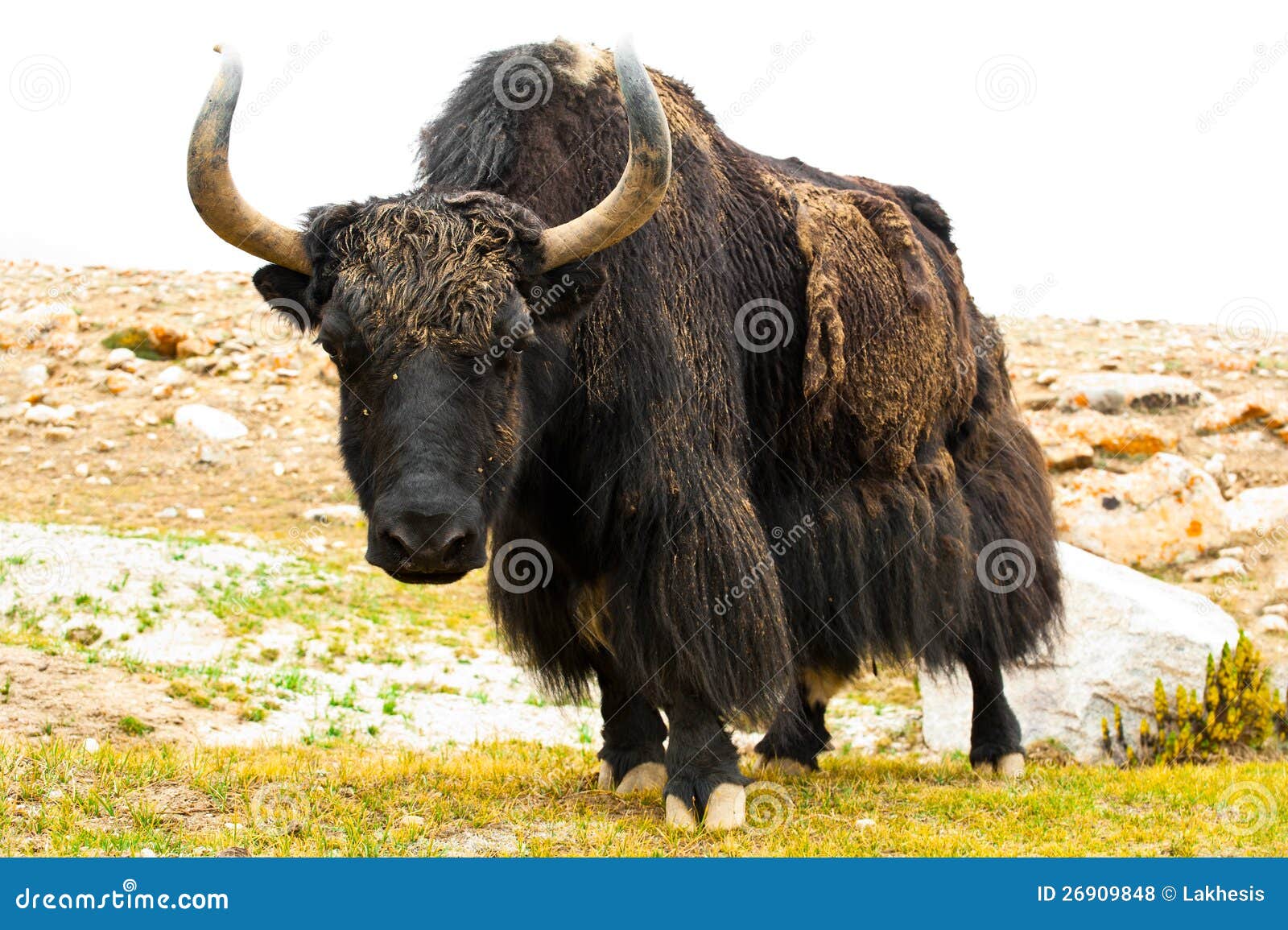 Iaques selvagens foto de stock. Imagem de montanha, grama - 26909848