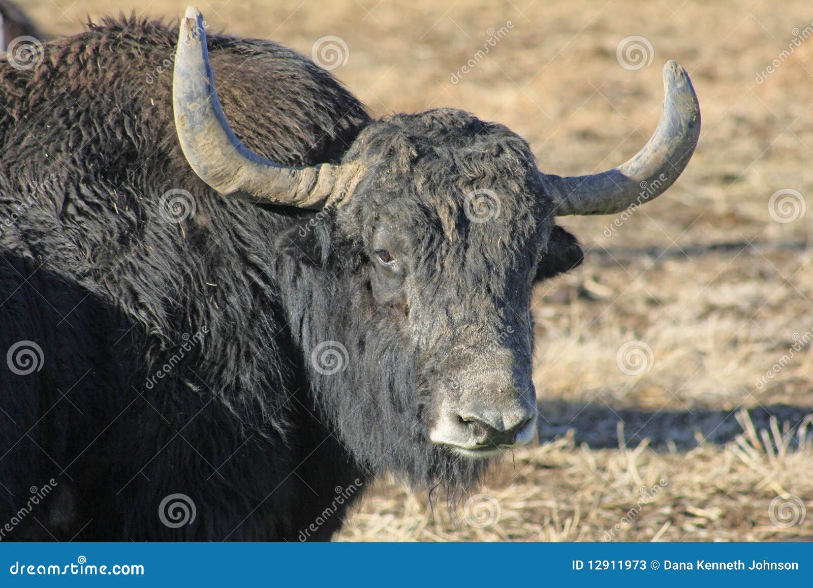 Iaques tibetanos imagem de stock. Imagem de maturidade - 12911973