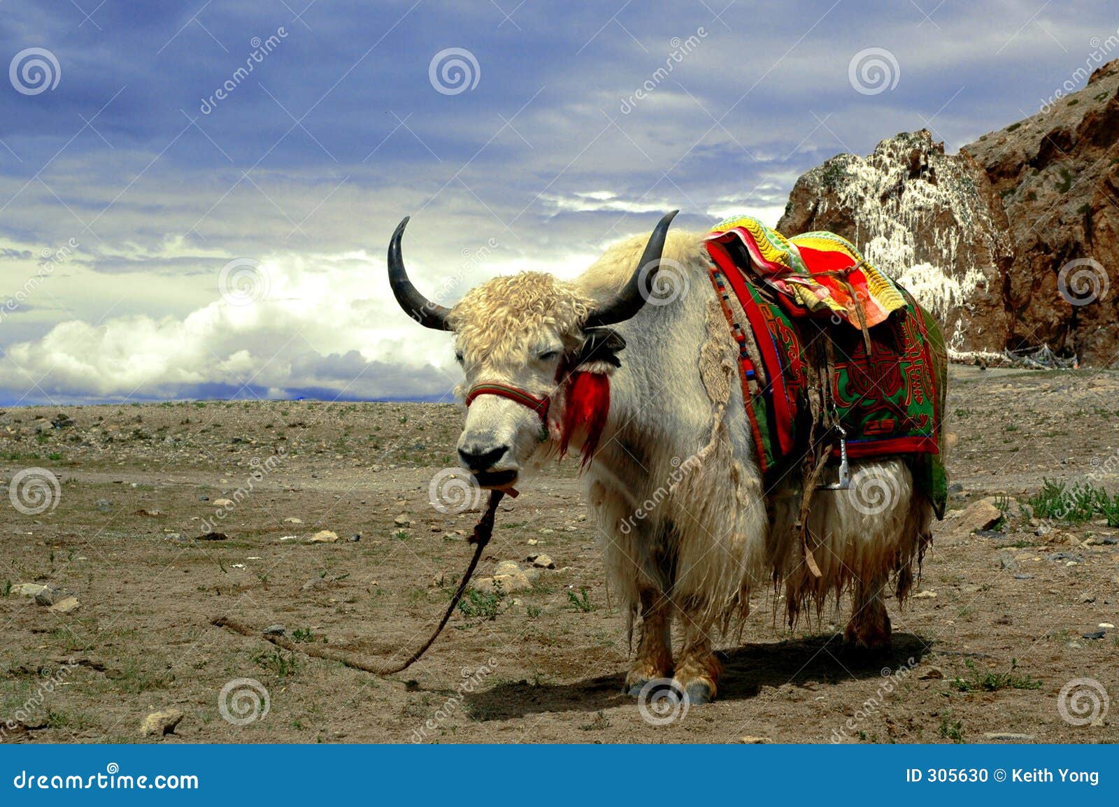 Iaques tibetanos foto de stock. Imagem de animal, tirante - 305630