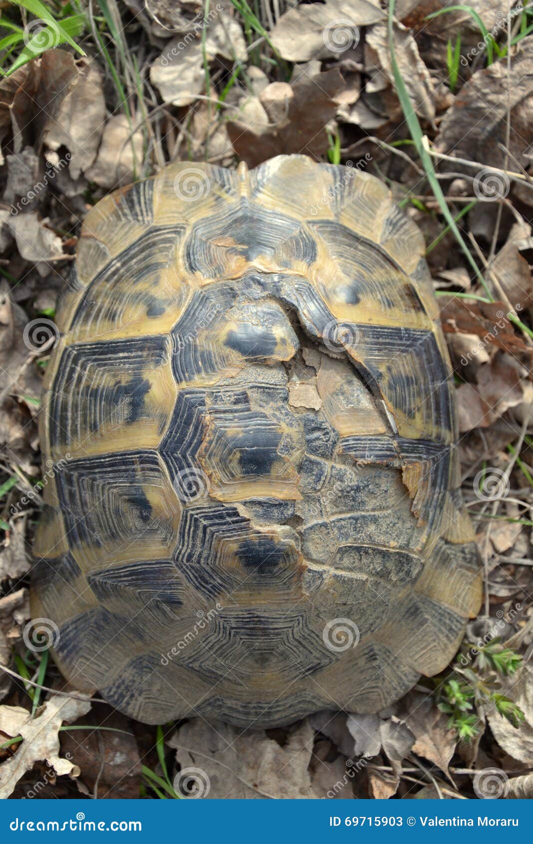 Ibera Del Graeca Del Testudo Imagen de archivo - Imagen de carapela ...